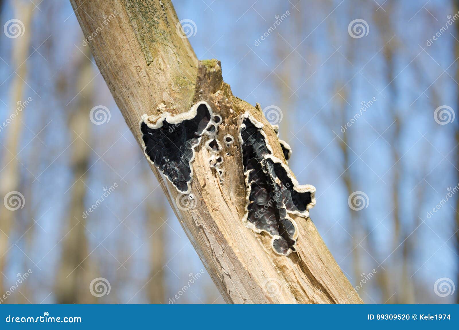 Black Lichen on a Dry Branch. Stock Photo - Image of forest, wild: 89309520