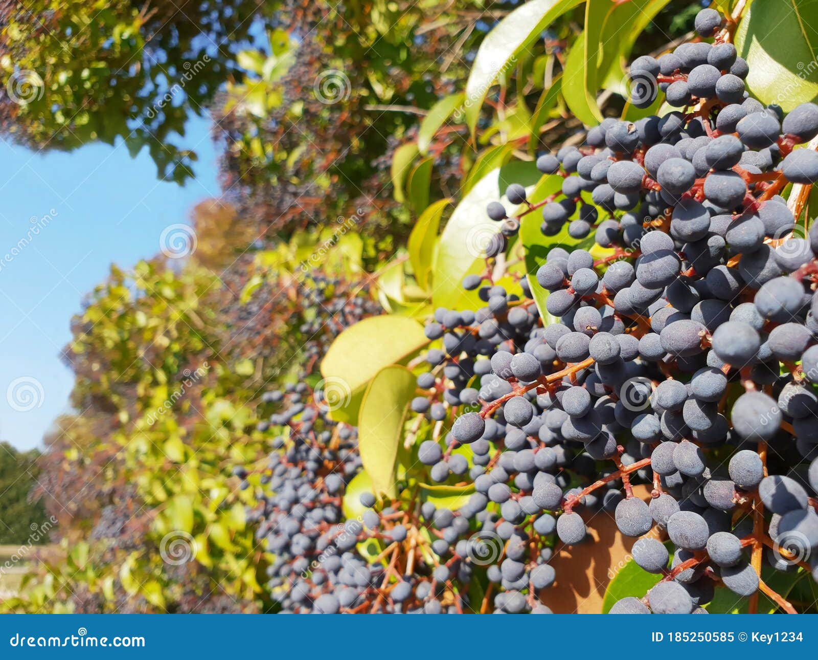 Black Ligustrum Lucidum Berries Stock Image - Image of agave, botany ...