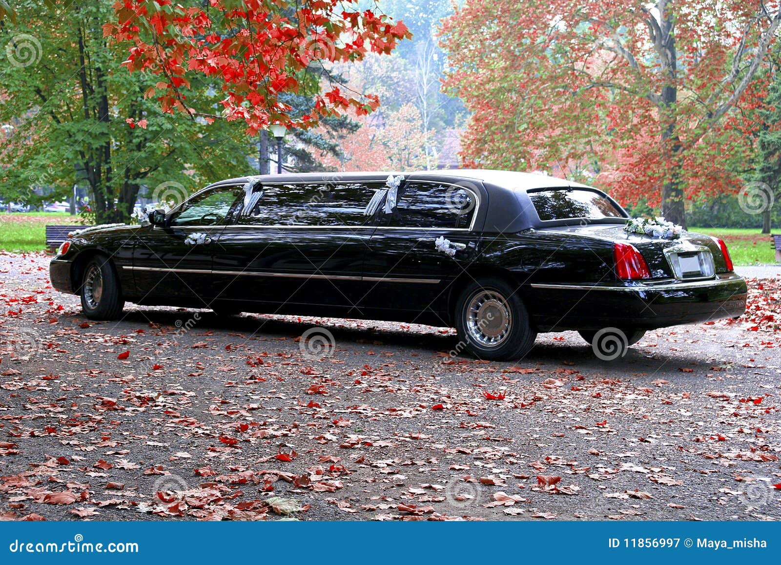 Black Limousine stock image. Image of limousine, leaves - 11856997