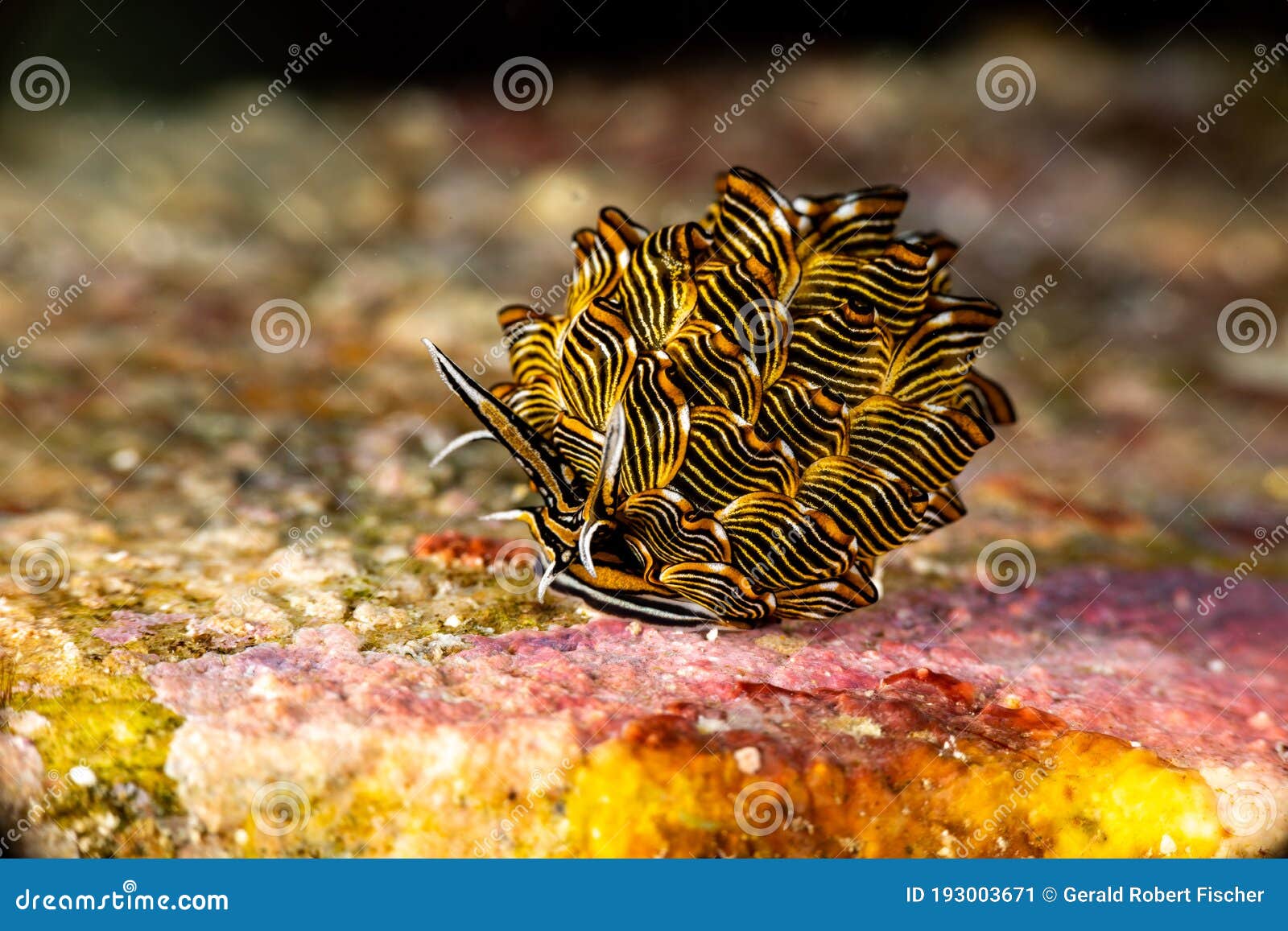 Black Linded Sapsucking Slug , Tiger Butterfly Stock Image - Image of ...
