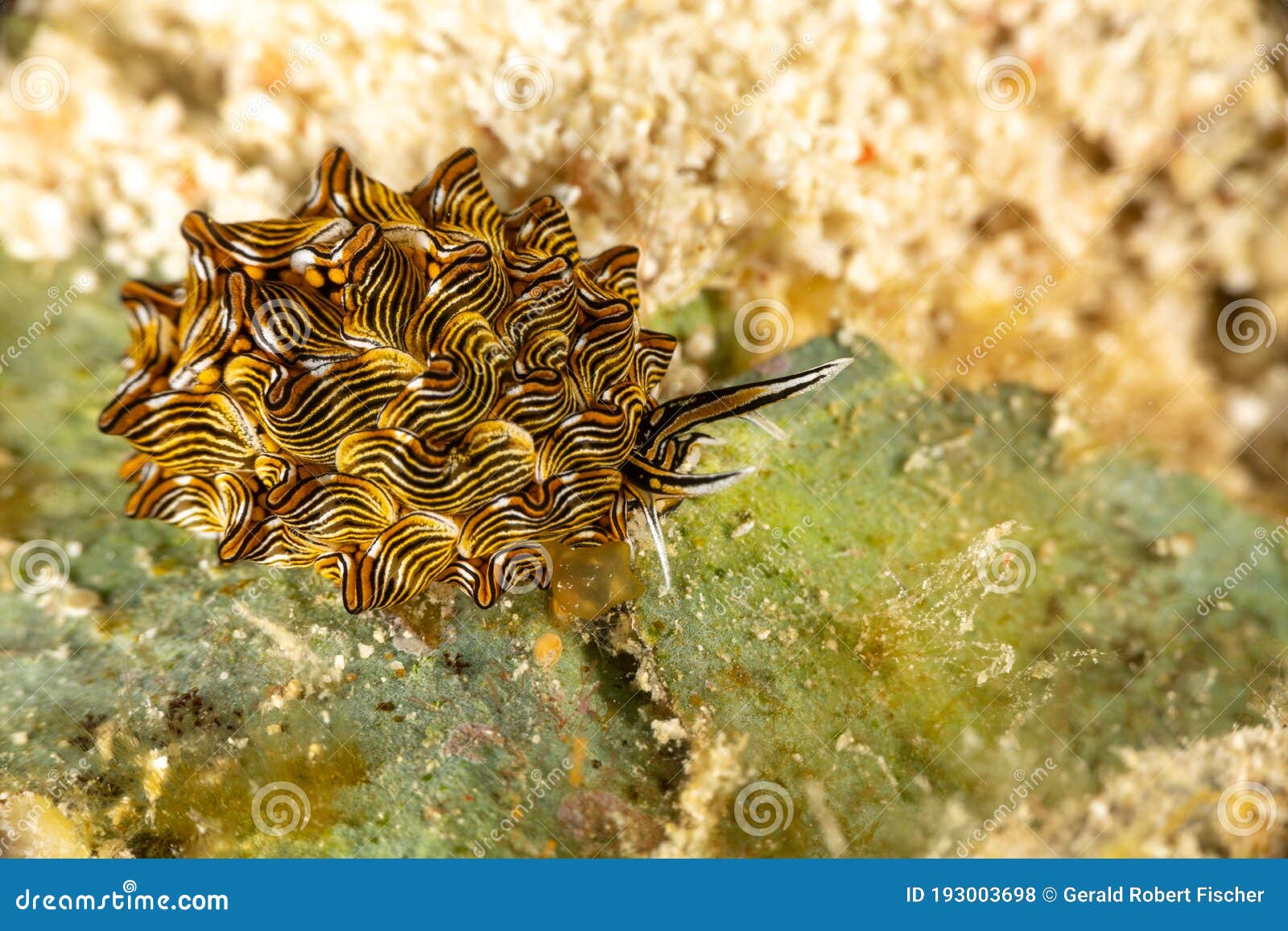 Black Linded Sapsucking Slug , Tiger Butterfly Stock Image ...