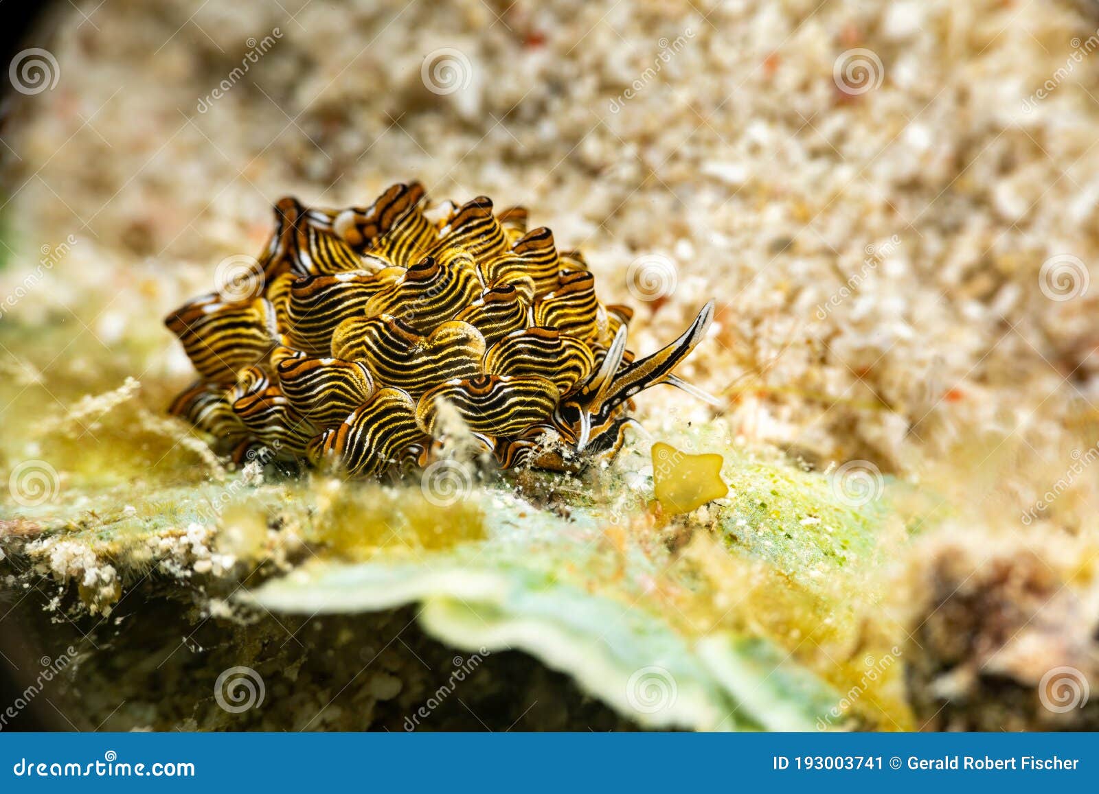 Black Linded Sapsucking Slug , Tiger Butterfly Stock Image - Image of ...