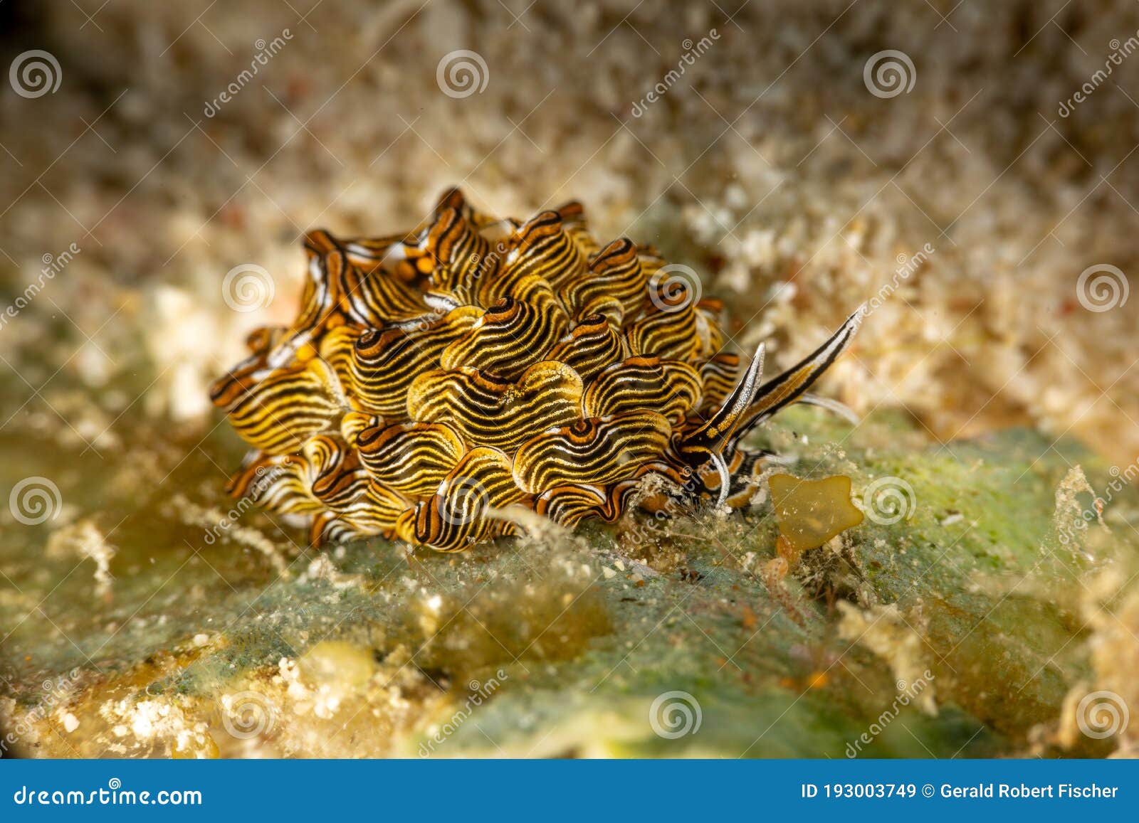 Black Linded Sapsucking Slug , Tiger Butterfly Stock Image - Image of ...