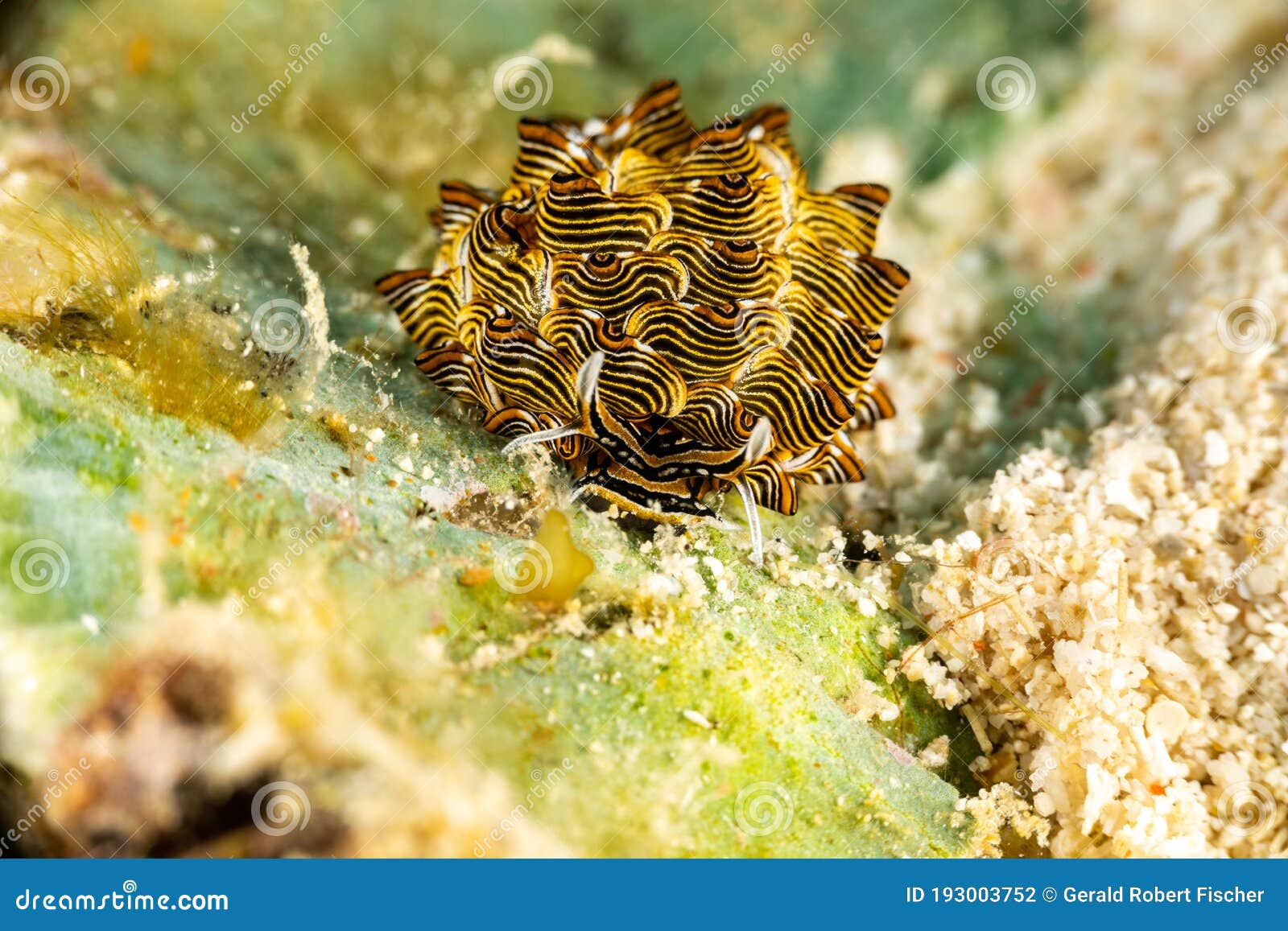 Black Linded Sapsucking Slug , Tiger Butterfly Stock Photo - Image of ...