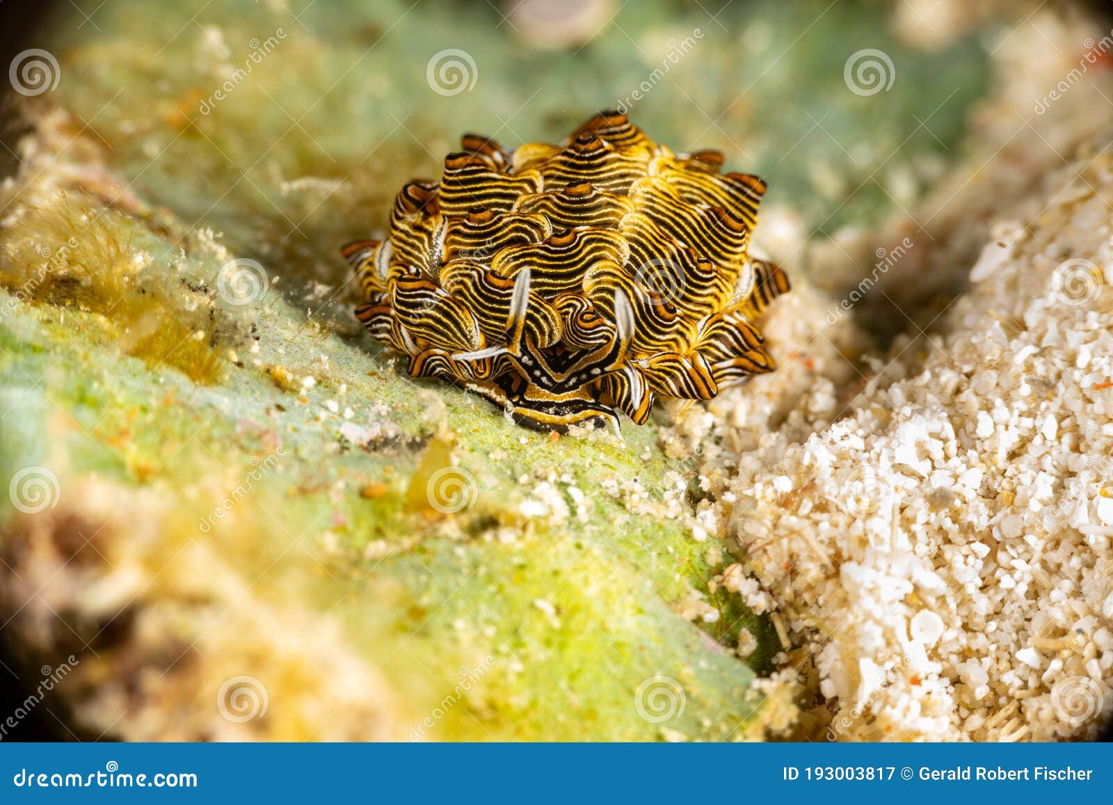Black Linded Sapsucking Slug , Tiger Butterfly Stock Image - Image of ...