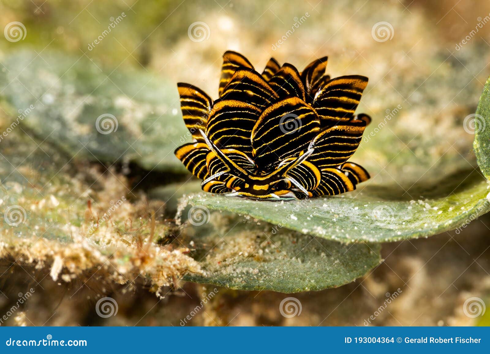 Black Linded Sapsucking Slug , Tiger Butterfly Stock Photo - Image of ...