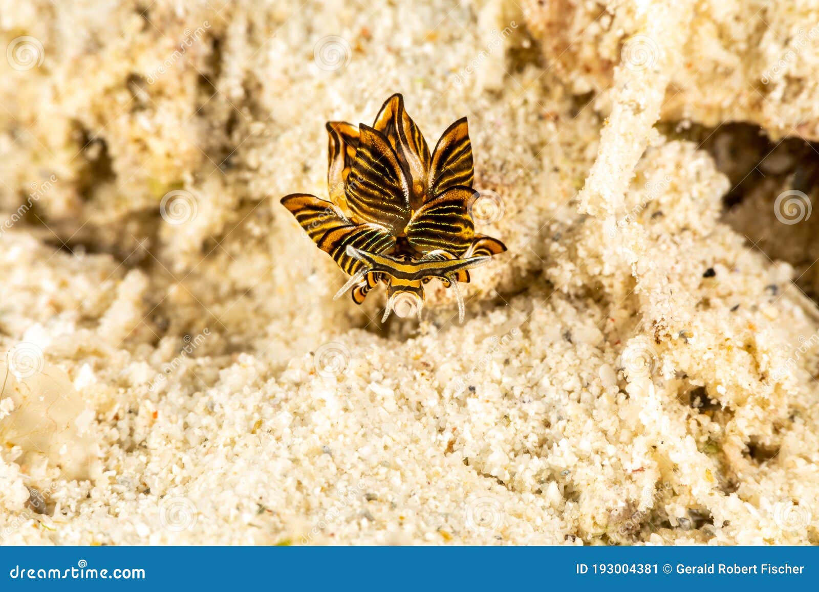 Black Linded Sapsucking Slug , Tiger Butterfly Stock Image - Image of ...