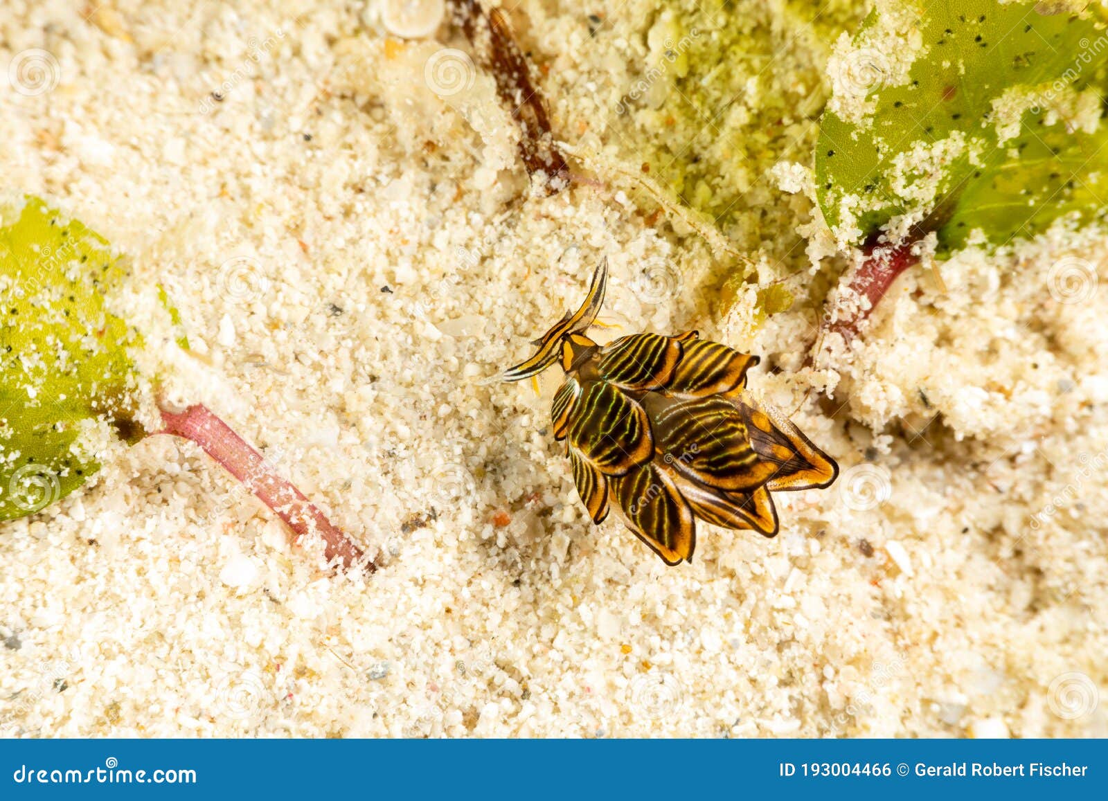 Black Linded Sapsucking Slug , Tiger Butterfly Stock Photo - Image of ...