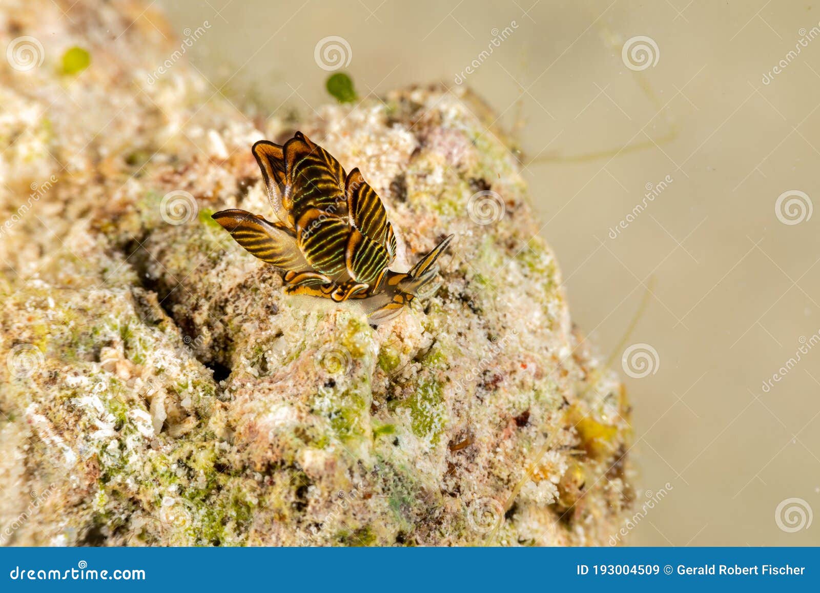 Black Linded Sapsucking Slug , Tiger Butterfly Stock Image - Image of ...