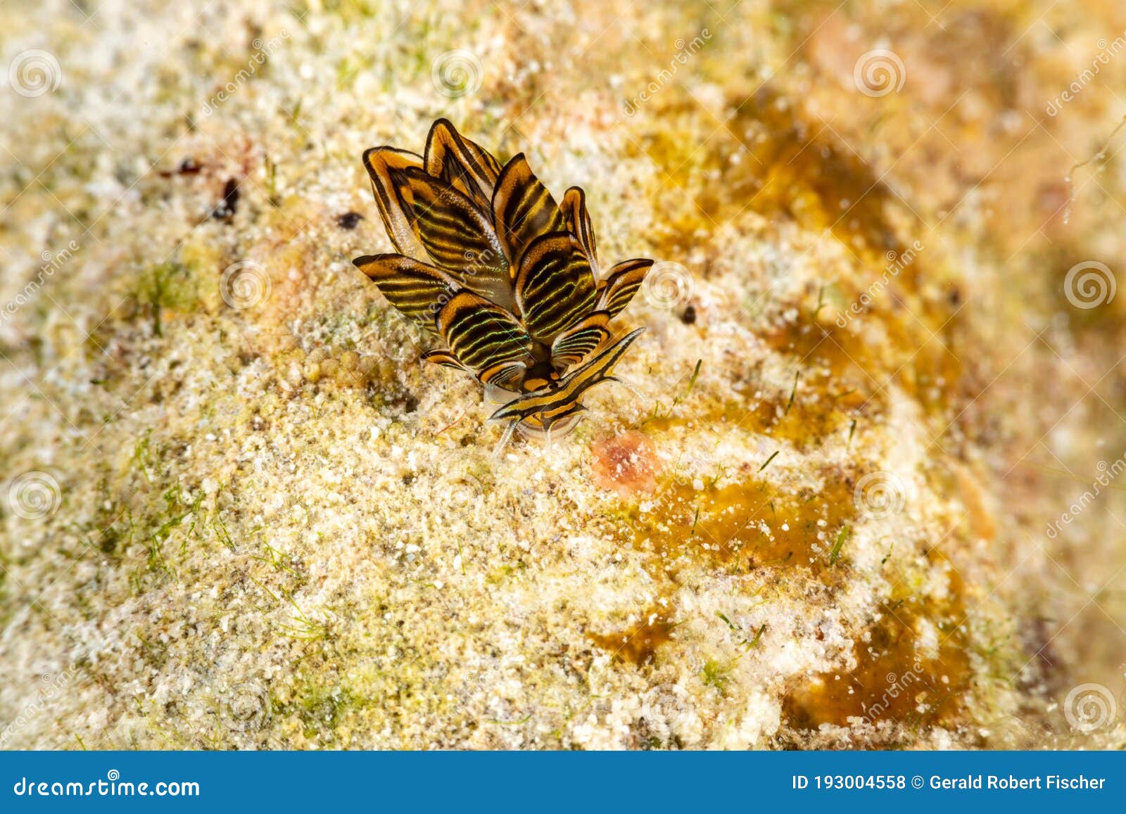 Black Linded Sapsucking Slug , Tiger Butterfly Stock Image ...