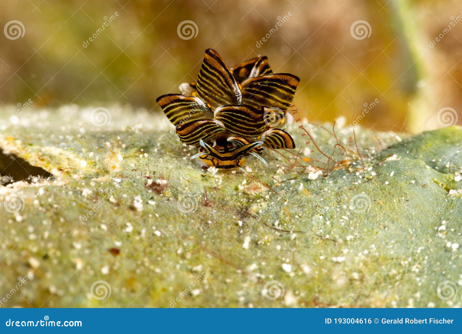Black Linded Sapsucking Slug , Tiger Butterfly Stock Image ...