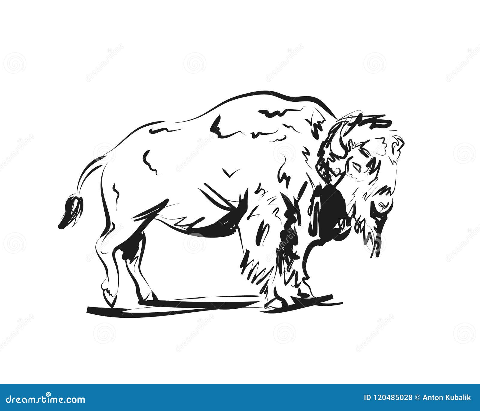 Vector sketch of a bison stock vector. Illustration of bull - 120485028