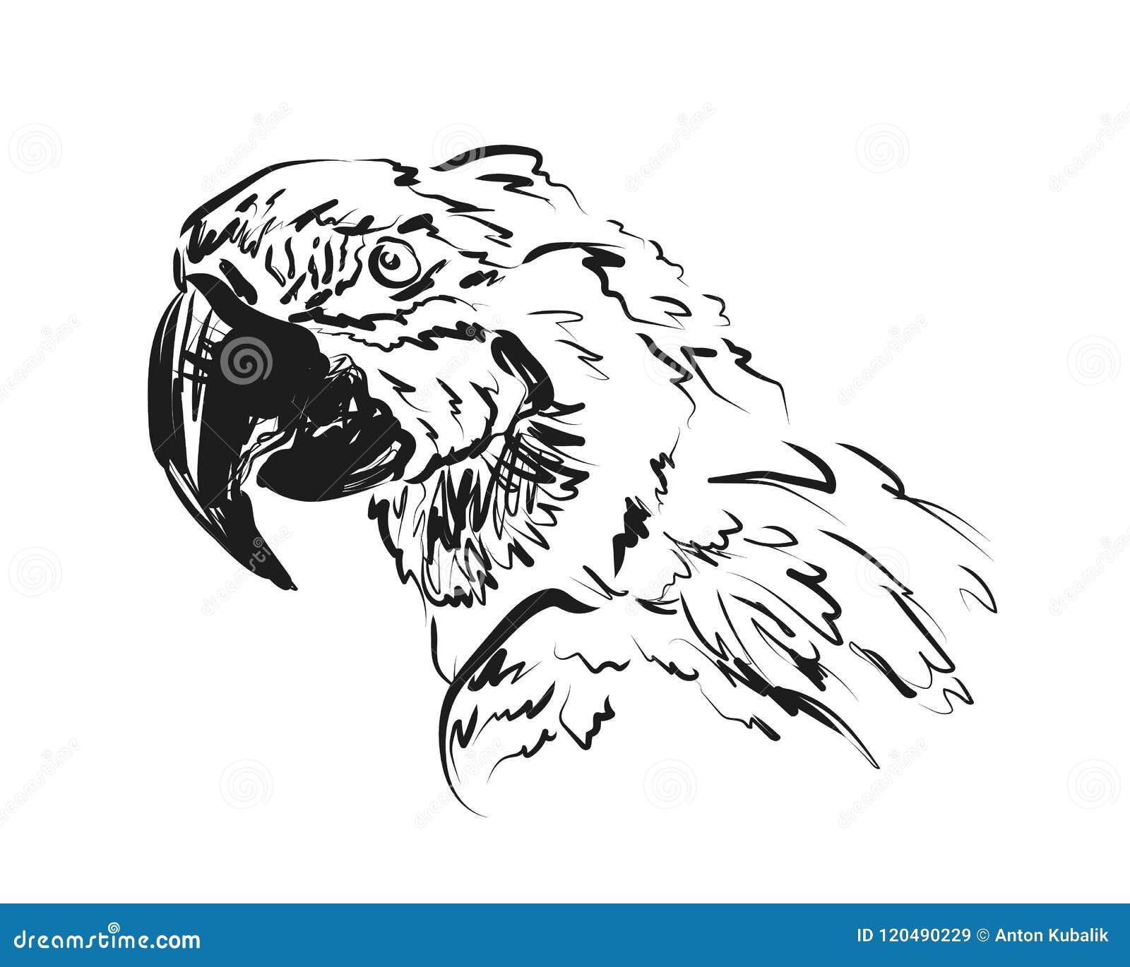 Vector sketch head ara stock vector. Illustration of nature - 120490229