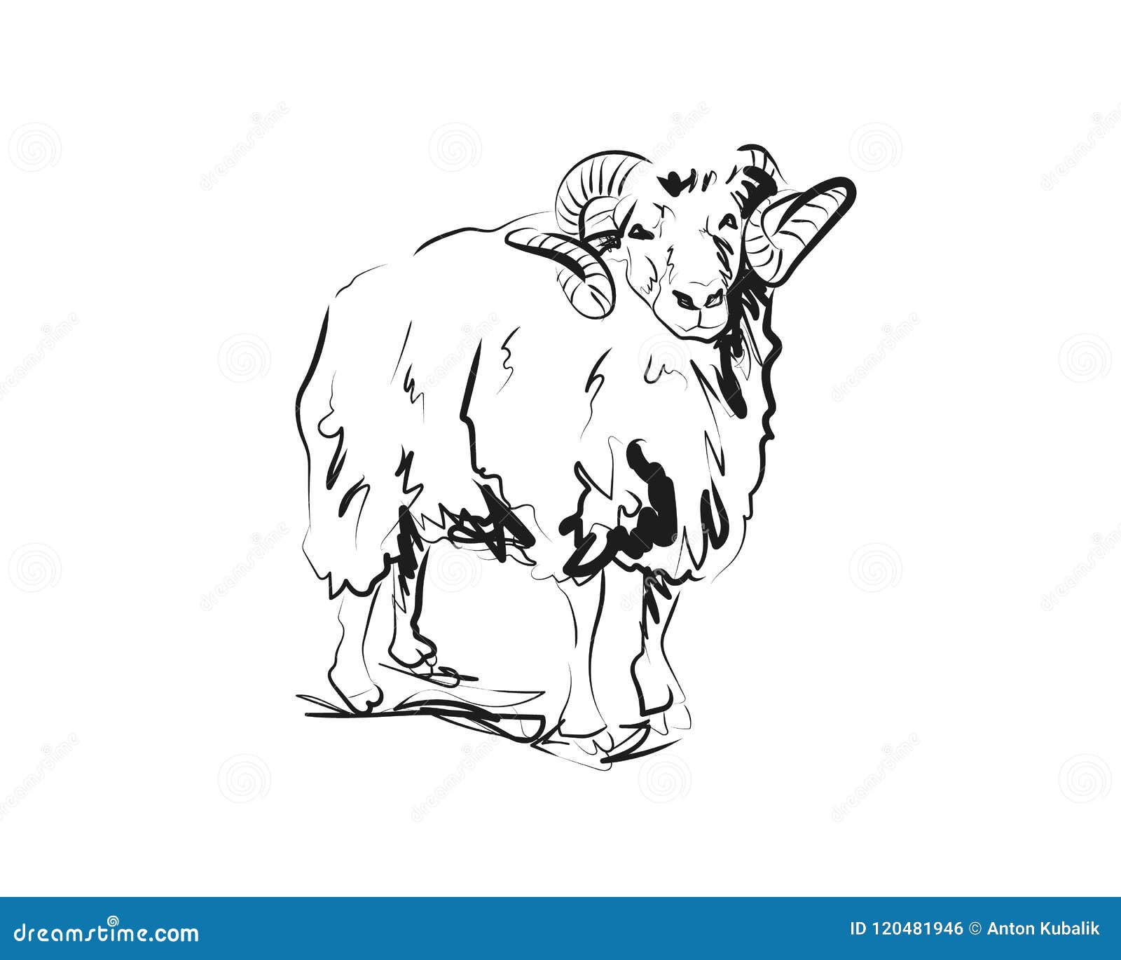 Vector sketch of ram stock illustration. Illustration of cattle - 120481946
