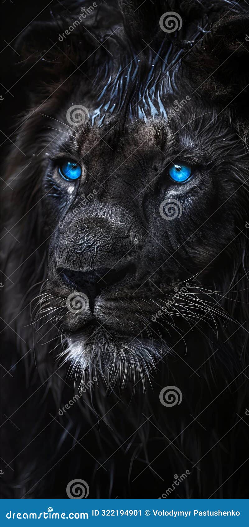 A Black Lion with Blue Eyes Stock Image - Image of portrait, eyes ...