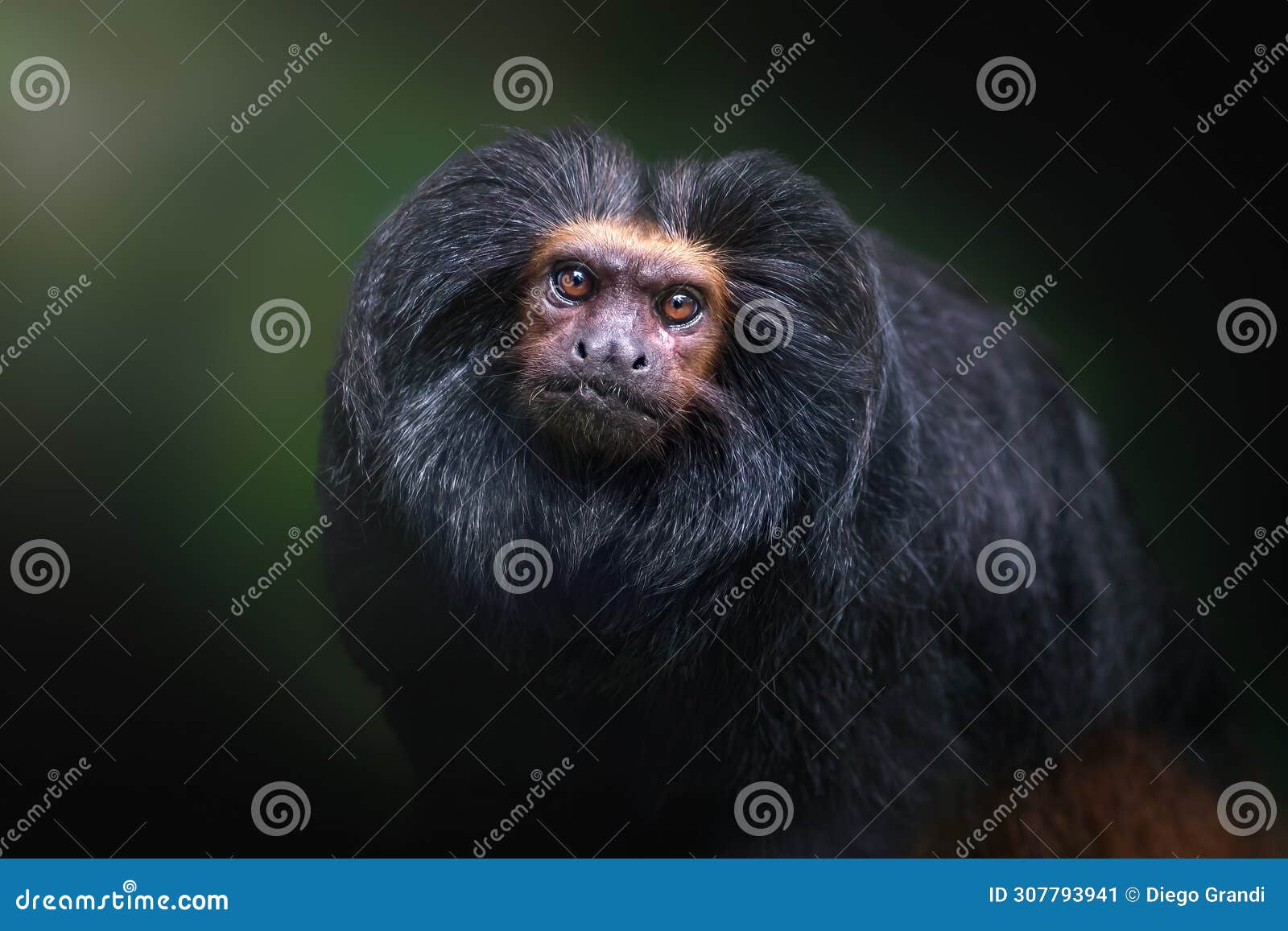 Black Lion Tamarin monkey stock image. Image of simian - 307793941