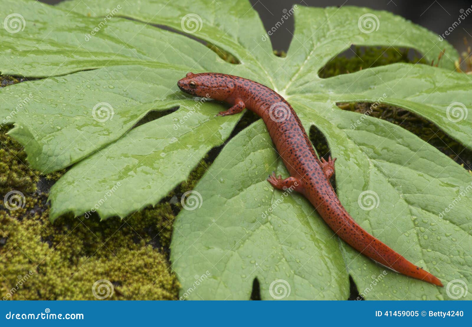 Orange Salamander 451