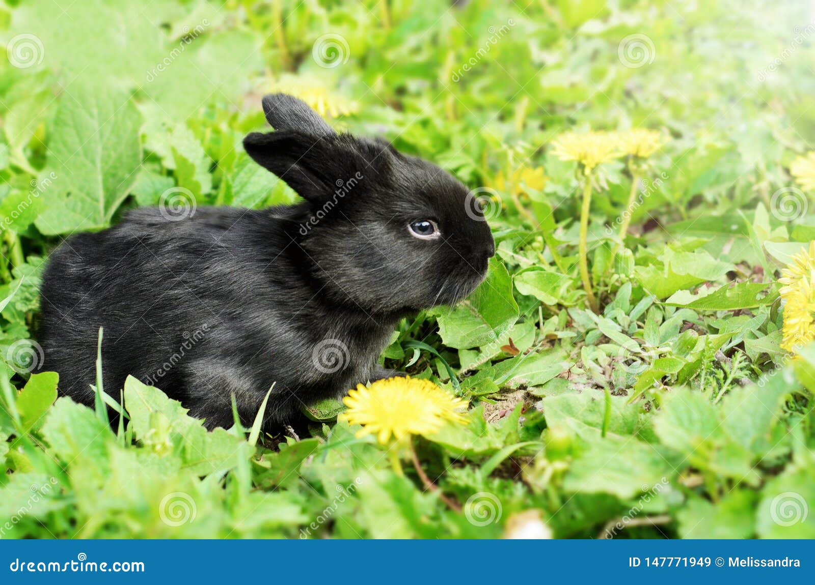 Black Little Rabbit on the Grass. Concept - Farm Animals, Young Animals ...