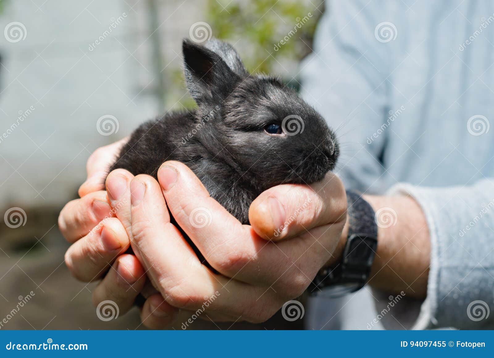 Black Little Rabbit in Hand. Stock Image - Image of bunny, nature: 94097455