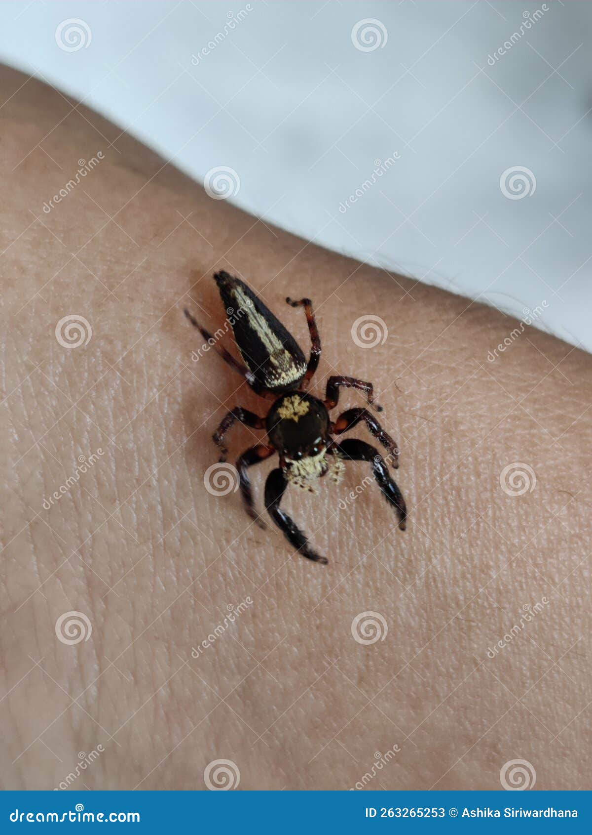 An Black Spider on the Skin Stock Image - Image of black, spider: 263265253