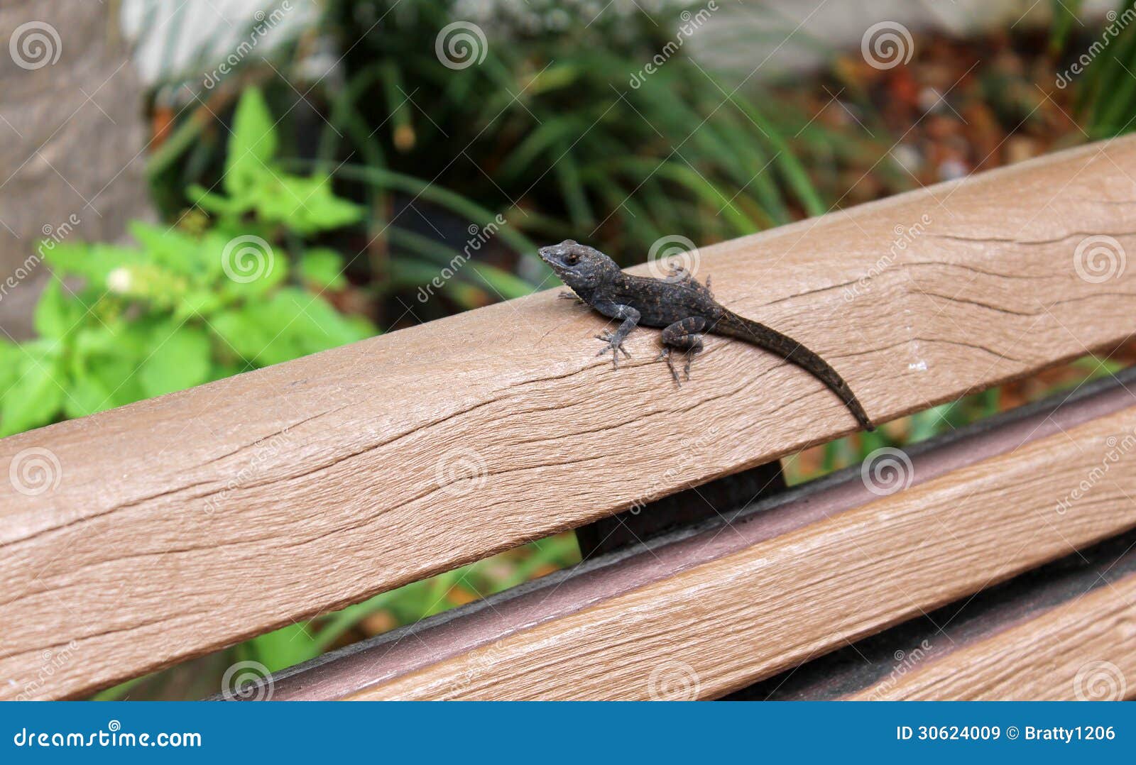 Black Lizard Resting on Park Bench Stock Image - Image of creature ...