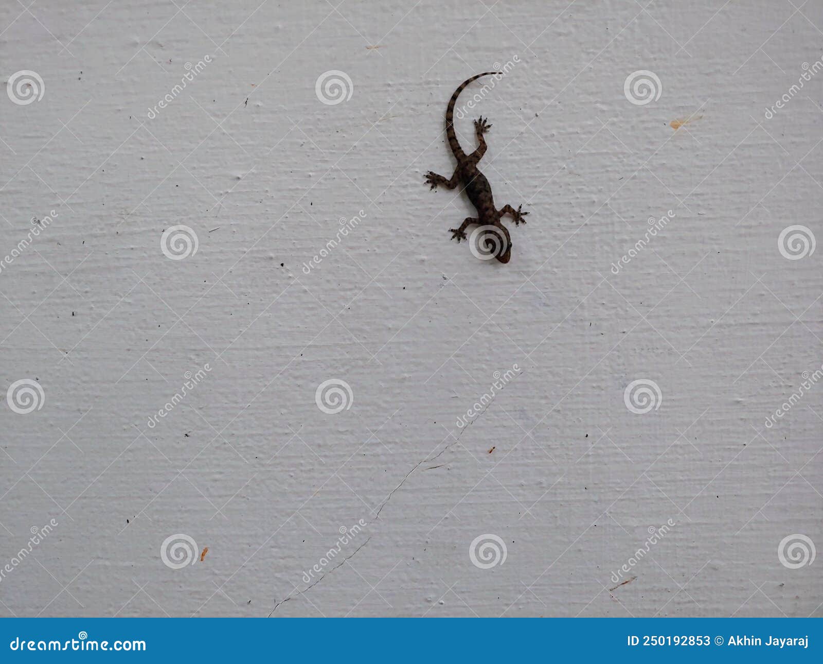 A Black Lizard on a White Wall Stock Image - Image of stripes, dark ...