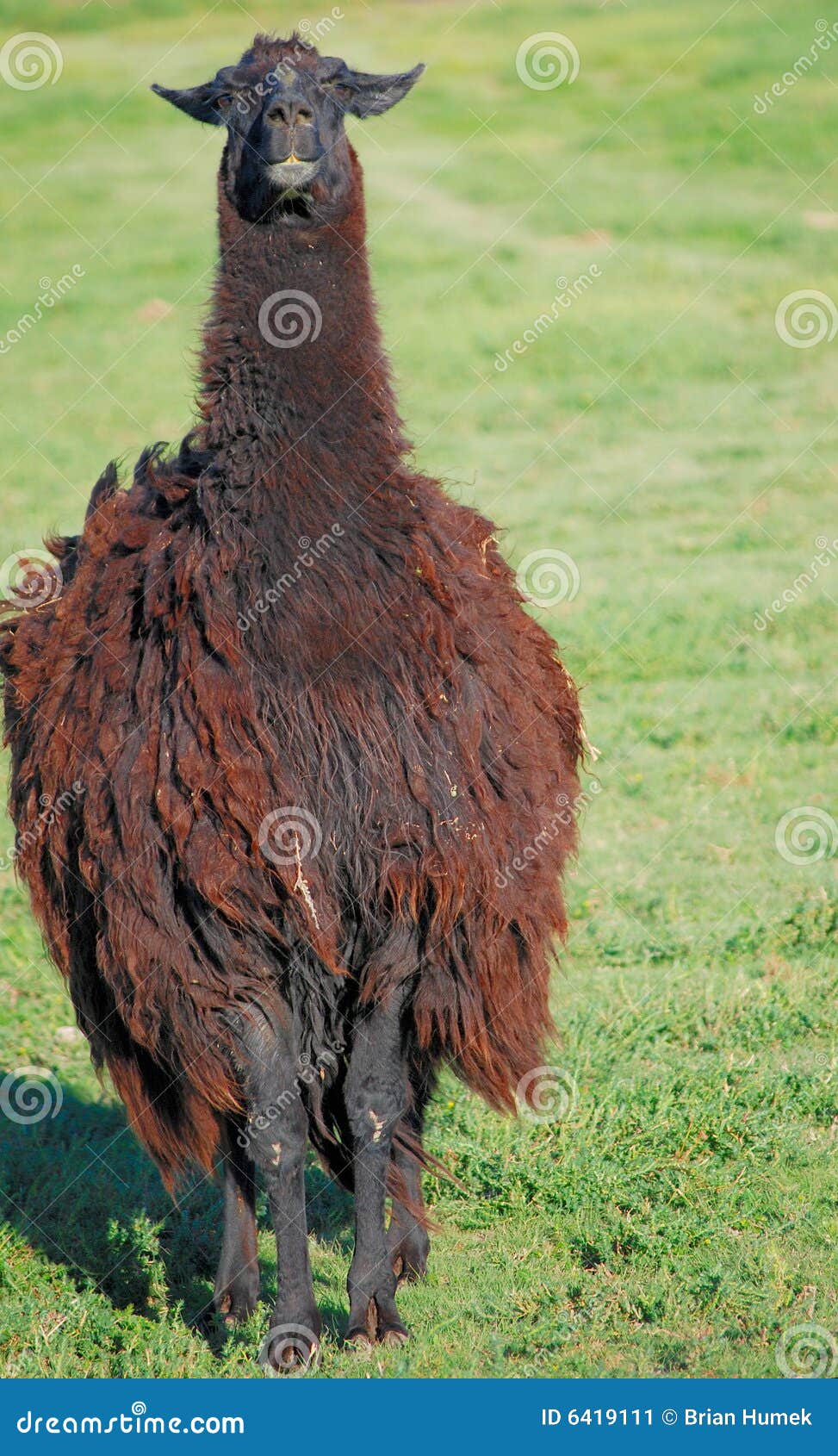 Black Llama stock image. Image of wool, alpaca, black - 6419111