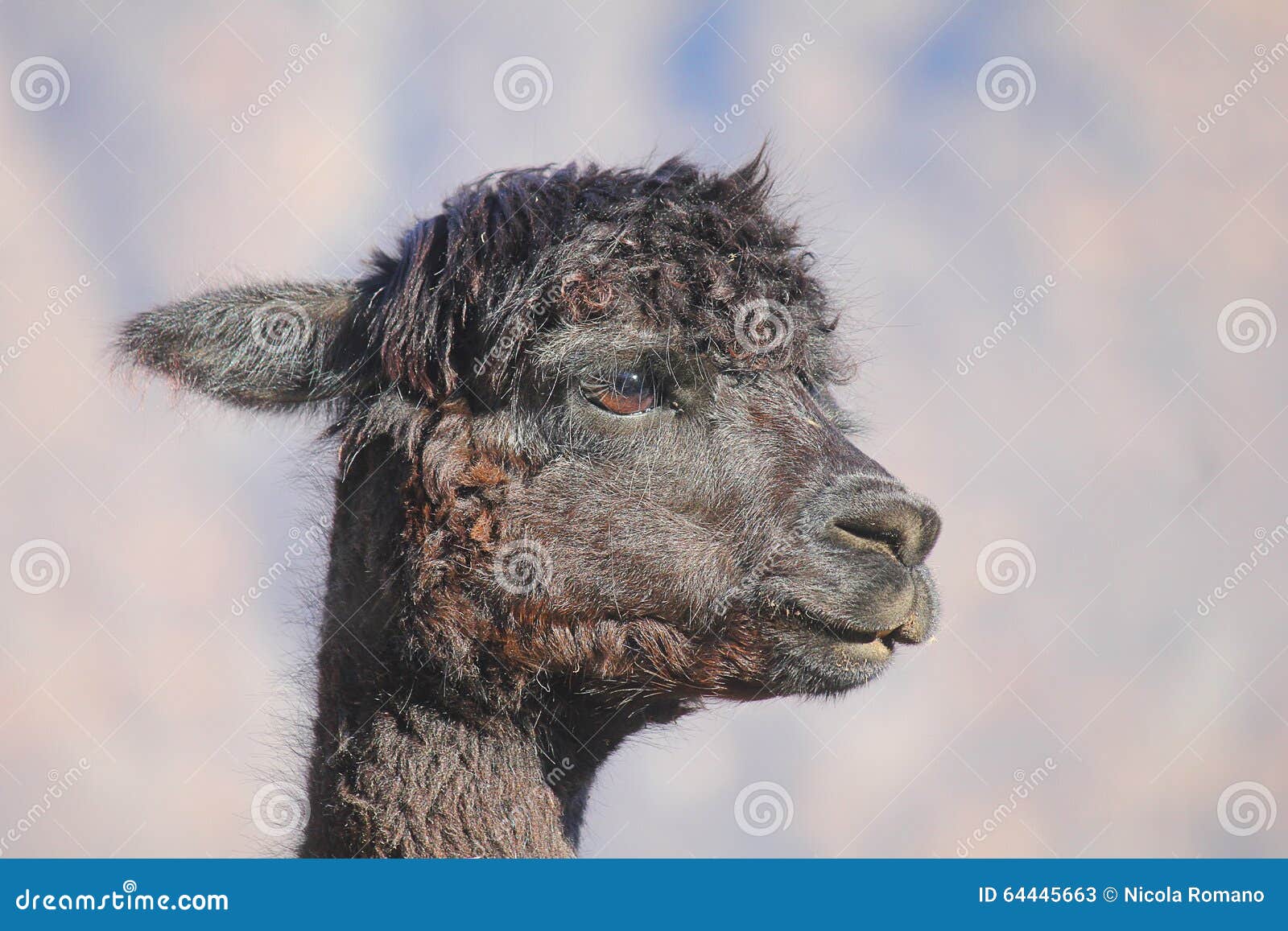 Black llama stock image. Image of animal, llama, poll - 64445663