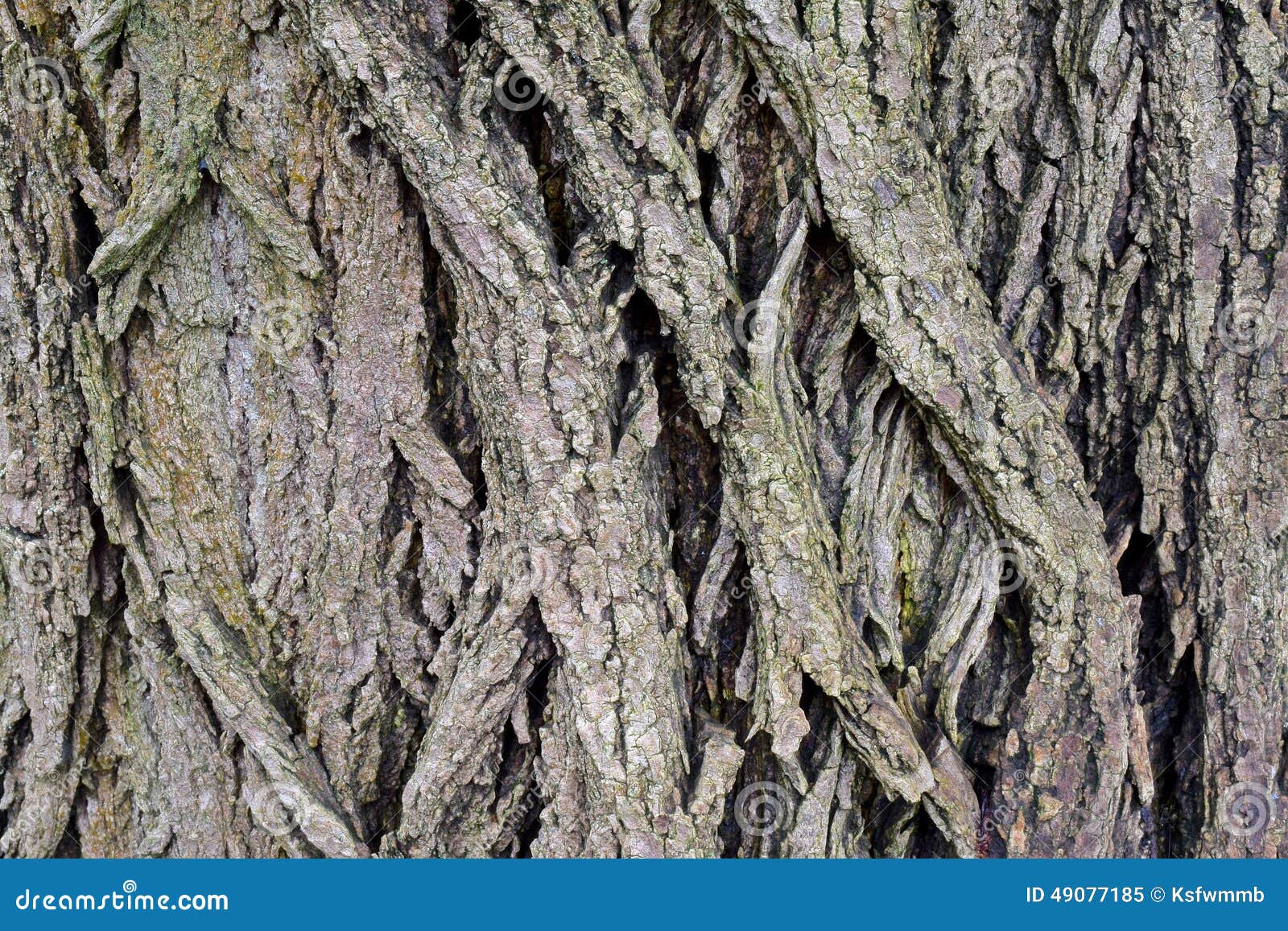 Black locust bark stock image. Image of black, pseudoacacia - 49077185