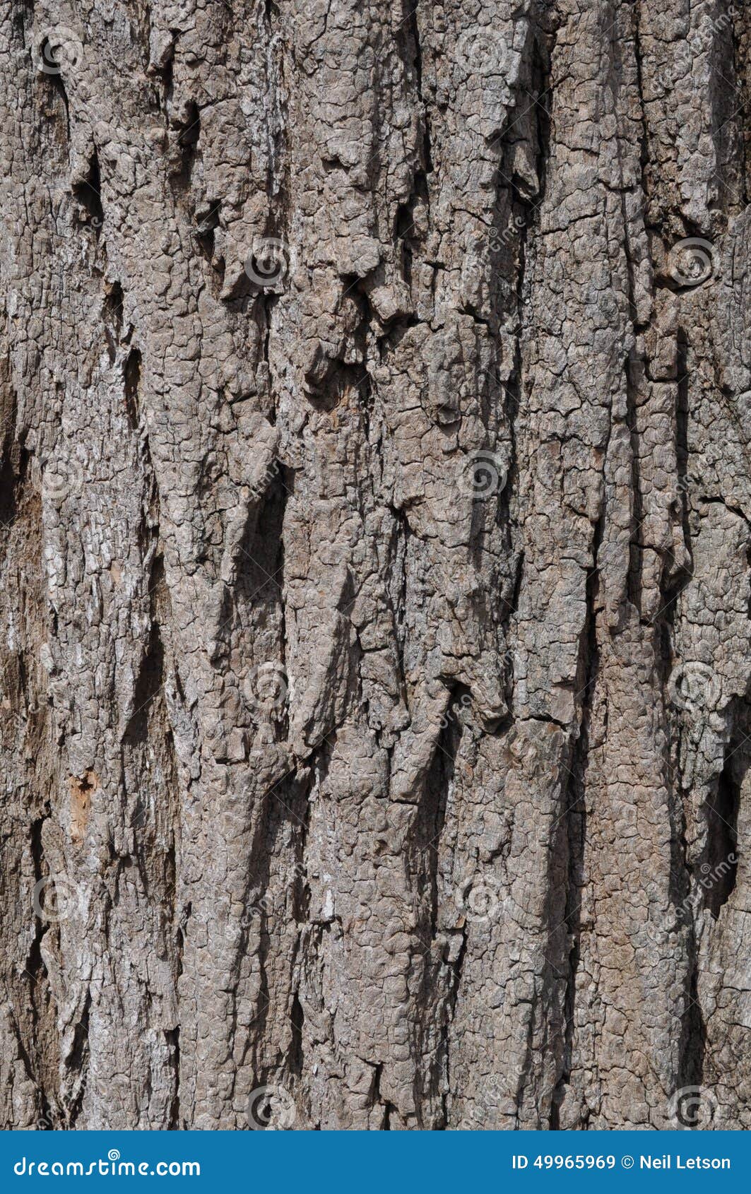 Black Locust Tree Bark stock image. Image of brown, locust - 49965969