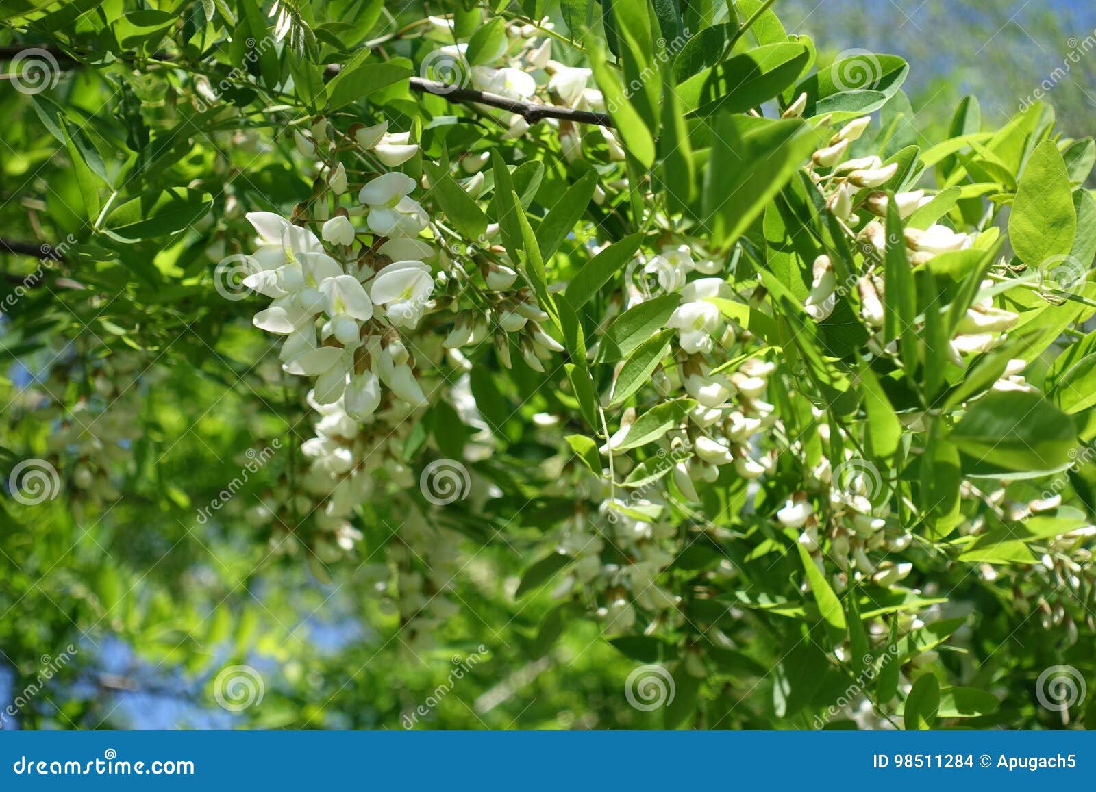 Black Locust Branch in Bloom in Spring Stock Photo - Image of clump ...