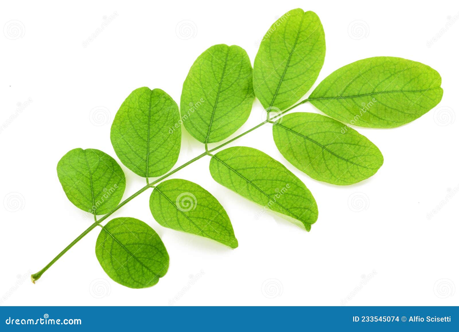 Black locust branch stock photo. Image of locust, leaf - 233545074 Black locust branch stock photo. Image of locust, leaf - 233545074