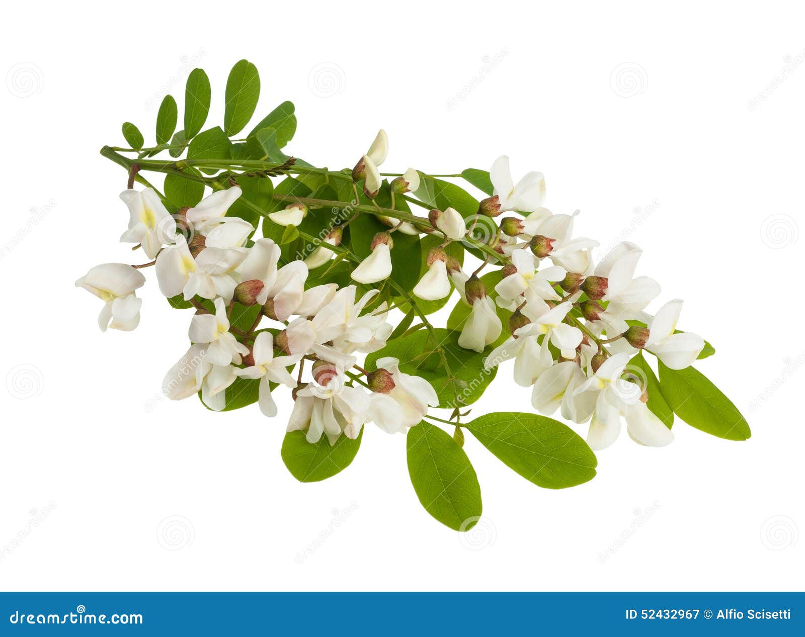 Black Locust Flowers Robinia Pseudoacacia Royalty-Free Stock ...