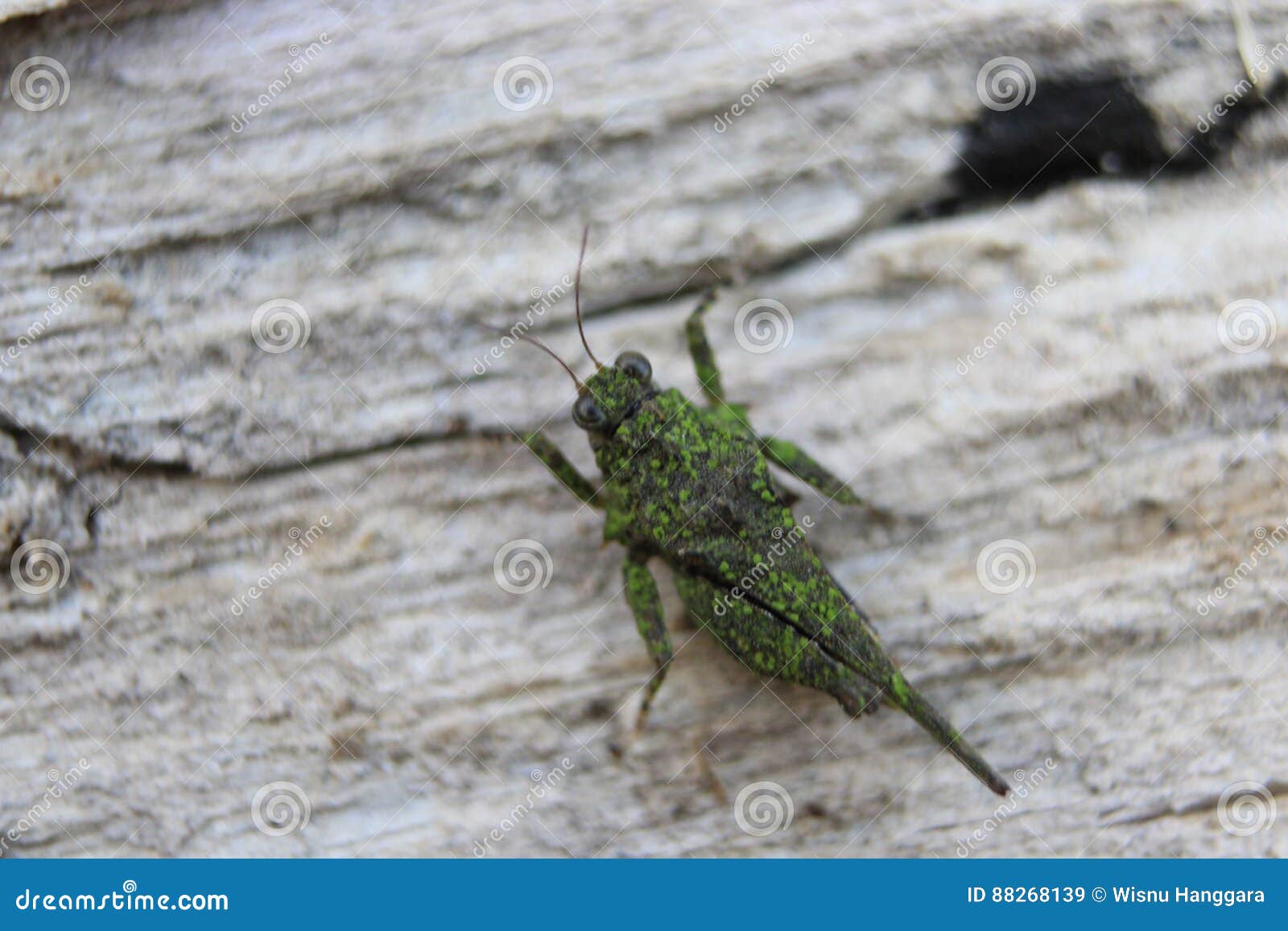 Black Locust stock image. Image of taste, indonesia, macro - 88268139