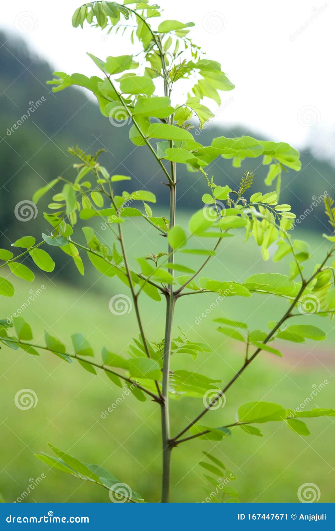 Black Locust - False Acacia, Robinia Pseudoacacia Tree Stock Image ... Black Locust - False Acacia, Robinia Pseudoacacia Tree Stock Image ...