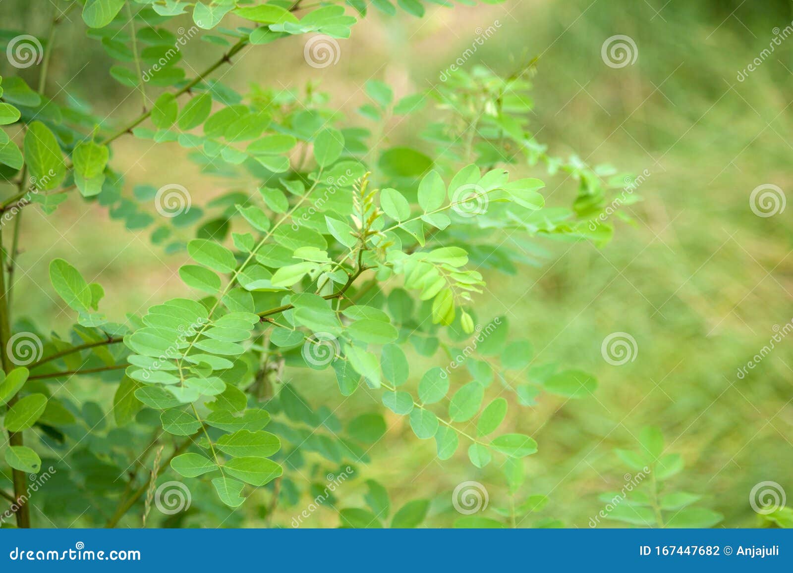 Black Locust - False Acacia, Robinia Pseudoacacia Tree Stock Photo ... Black Locust - False Acacia, Robinia Pseudoacacia Tree Stock Photo ...