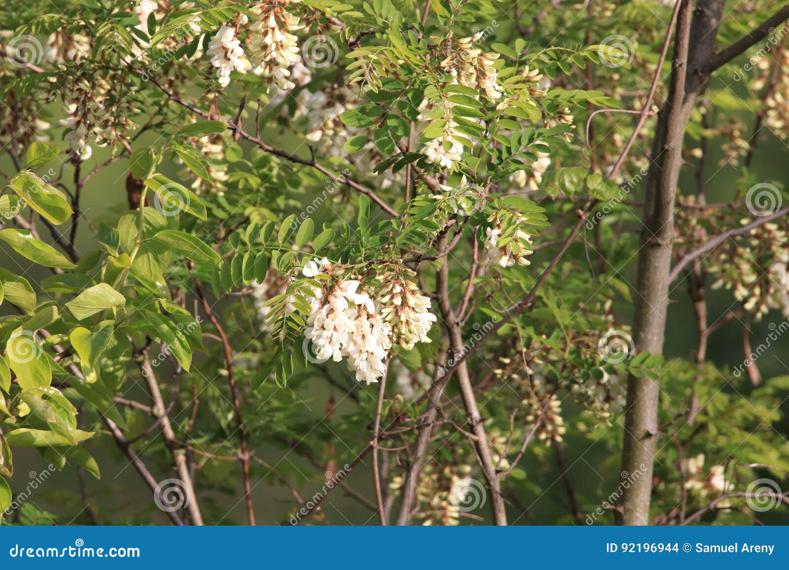 Black Locust Flower on Tree or False Acacia in Spring Stock Photo ...
