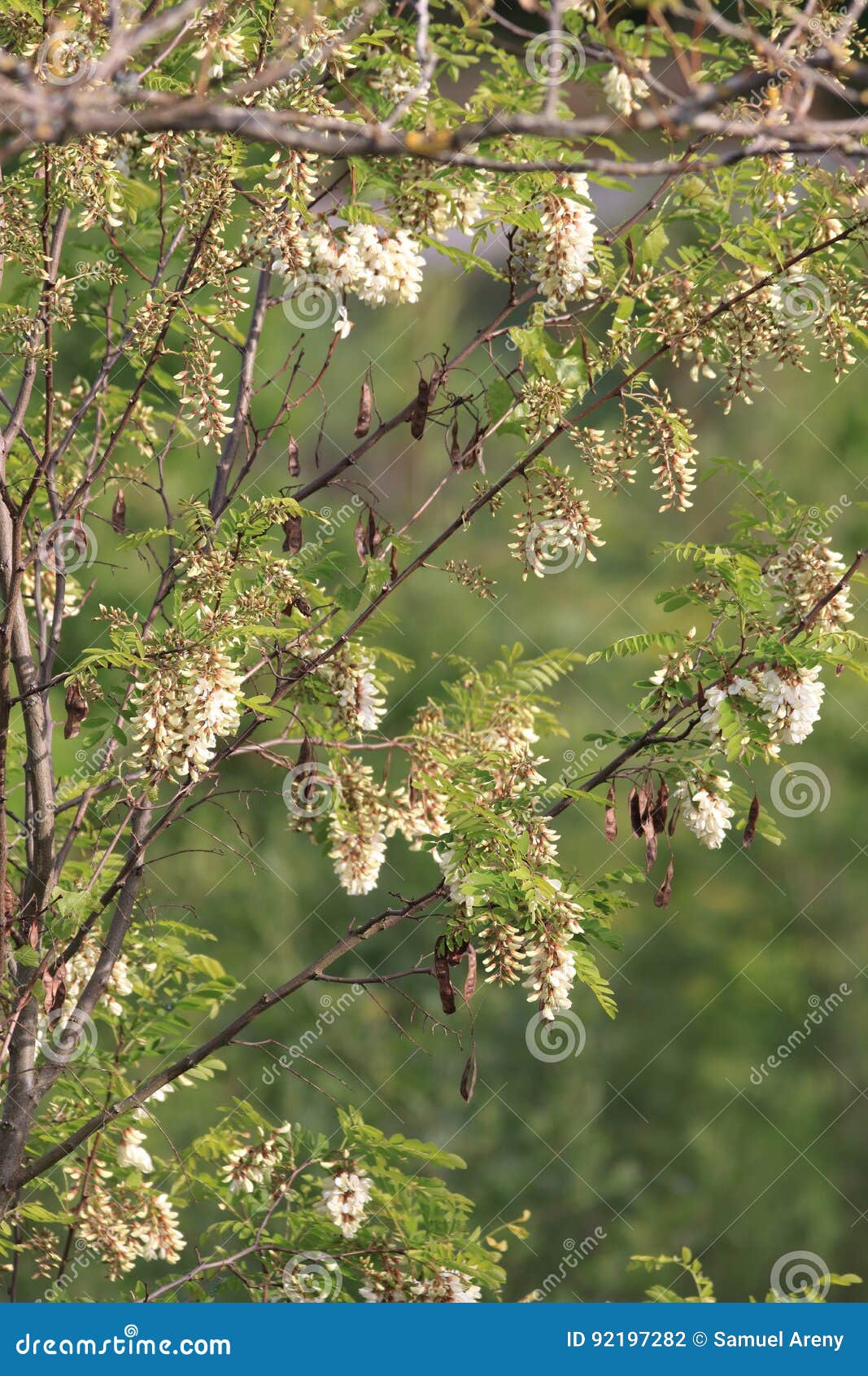 Black Locust Flower on Tree or False Acacia in Spring Stock Photo ... Black Locust Flower on Tree or False Acacia in Spring Stock Photo ...