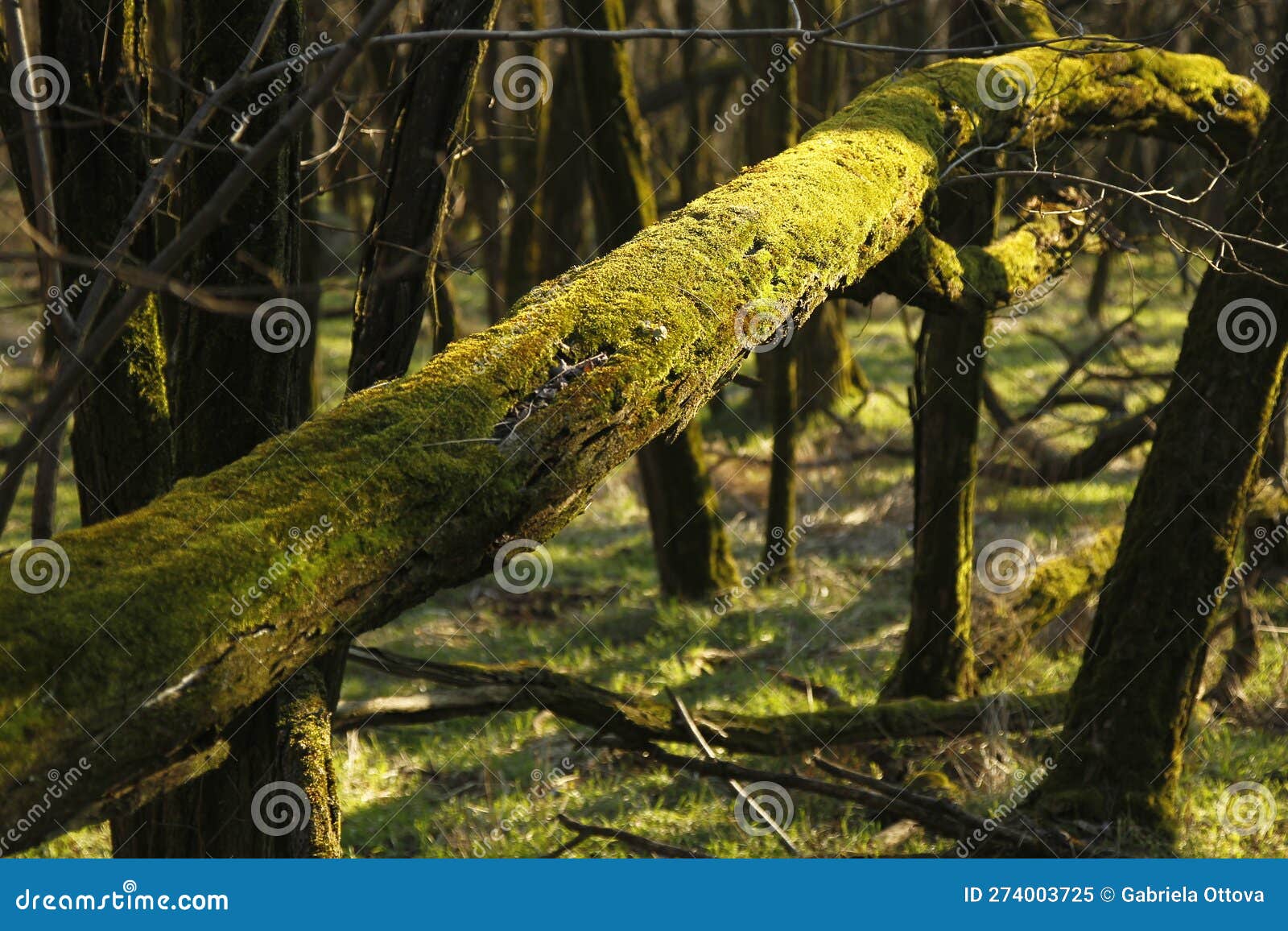 A Black Locust Forest Covered in Moss Stock Image - Image of green ...
