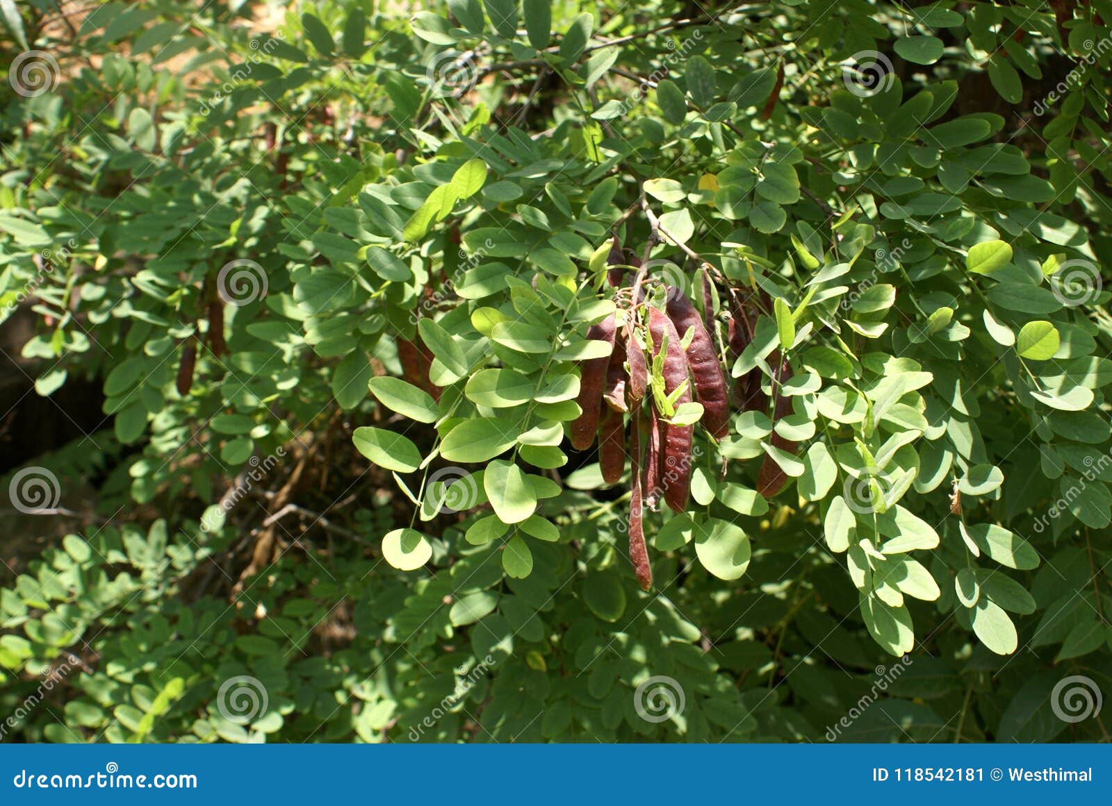 Black Locust with Fruits, Robinia Pseudoacacia, False Acacia Stock ... Black Locust with Fruits, Robinia Pseudoacacia, False Acacia Stock ...