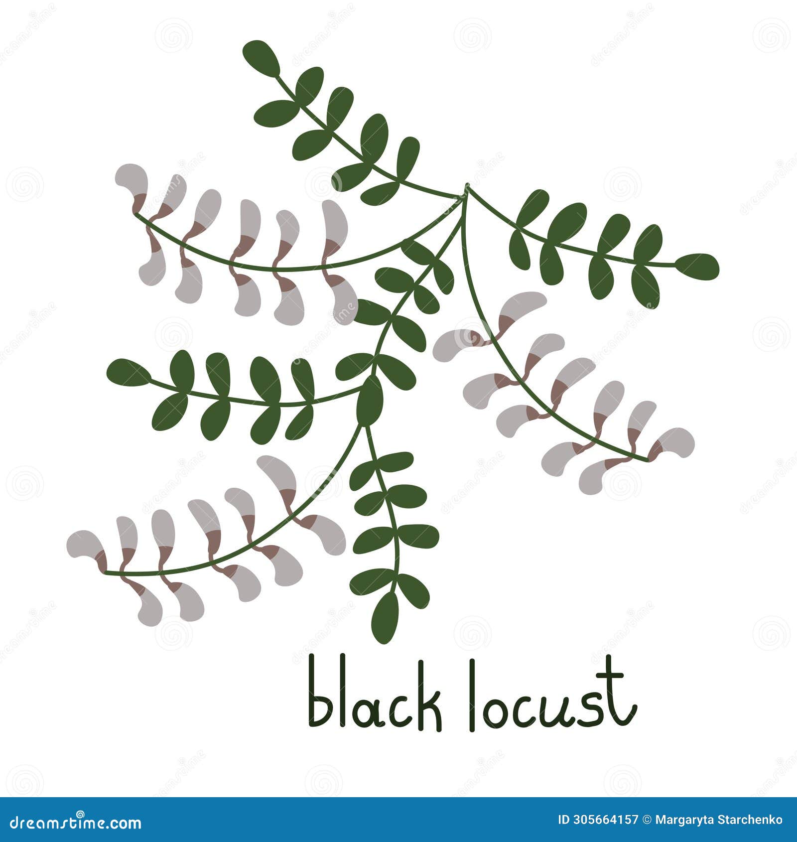 Black locust illustration stock illustration. Illustration of branch ...