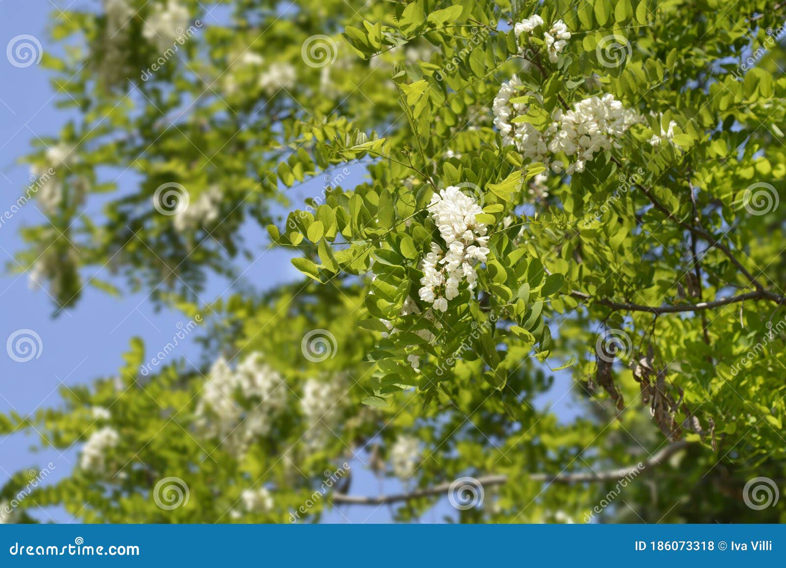 Black locust stock photo. Image of locust, spring, plant - 186073318