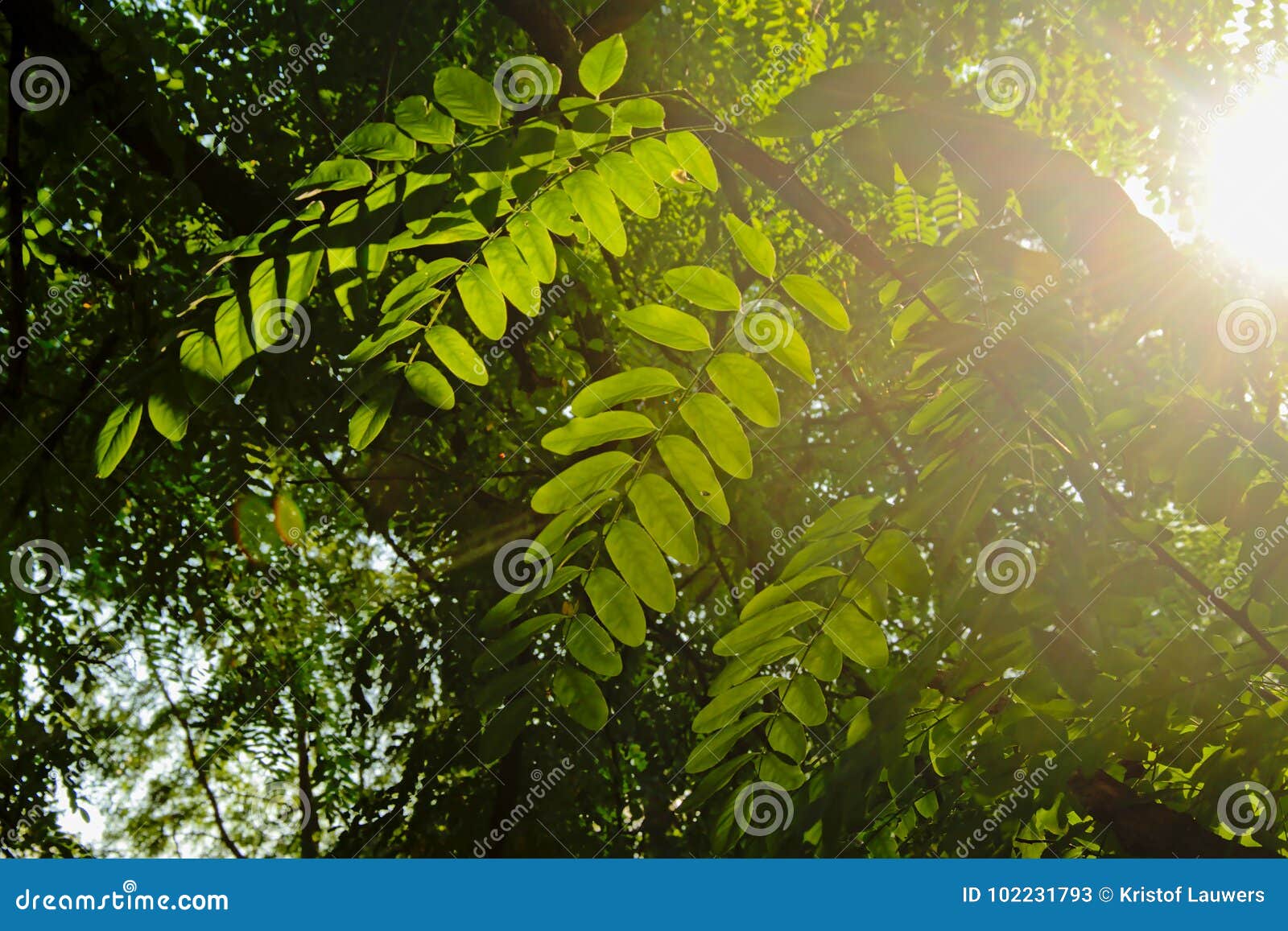 Black Locust Leafs in the Evening Light - Robinia Stock Image - Image ...