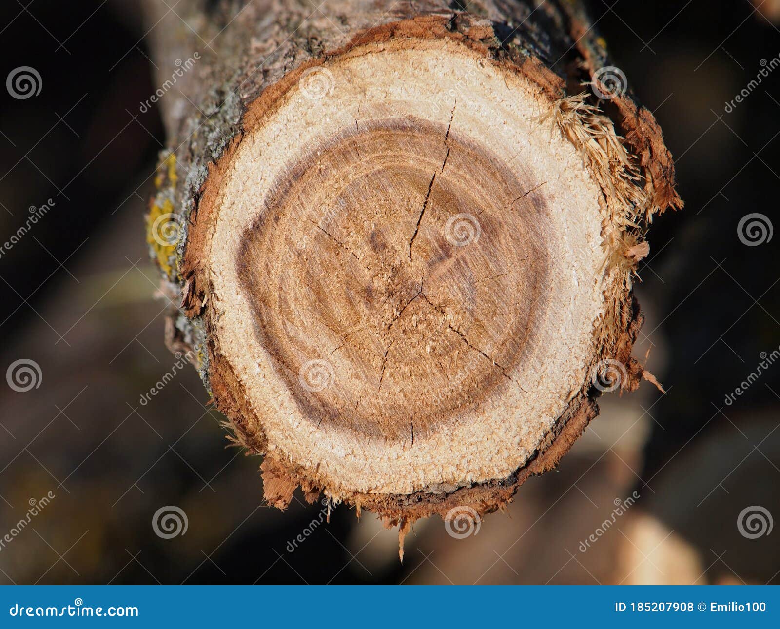 Black Locust Log, Cross Section Stock Photo - Image of timber, circle ...
