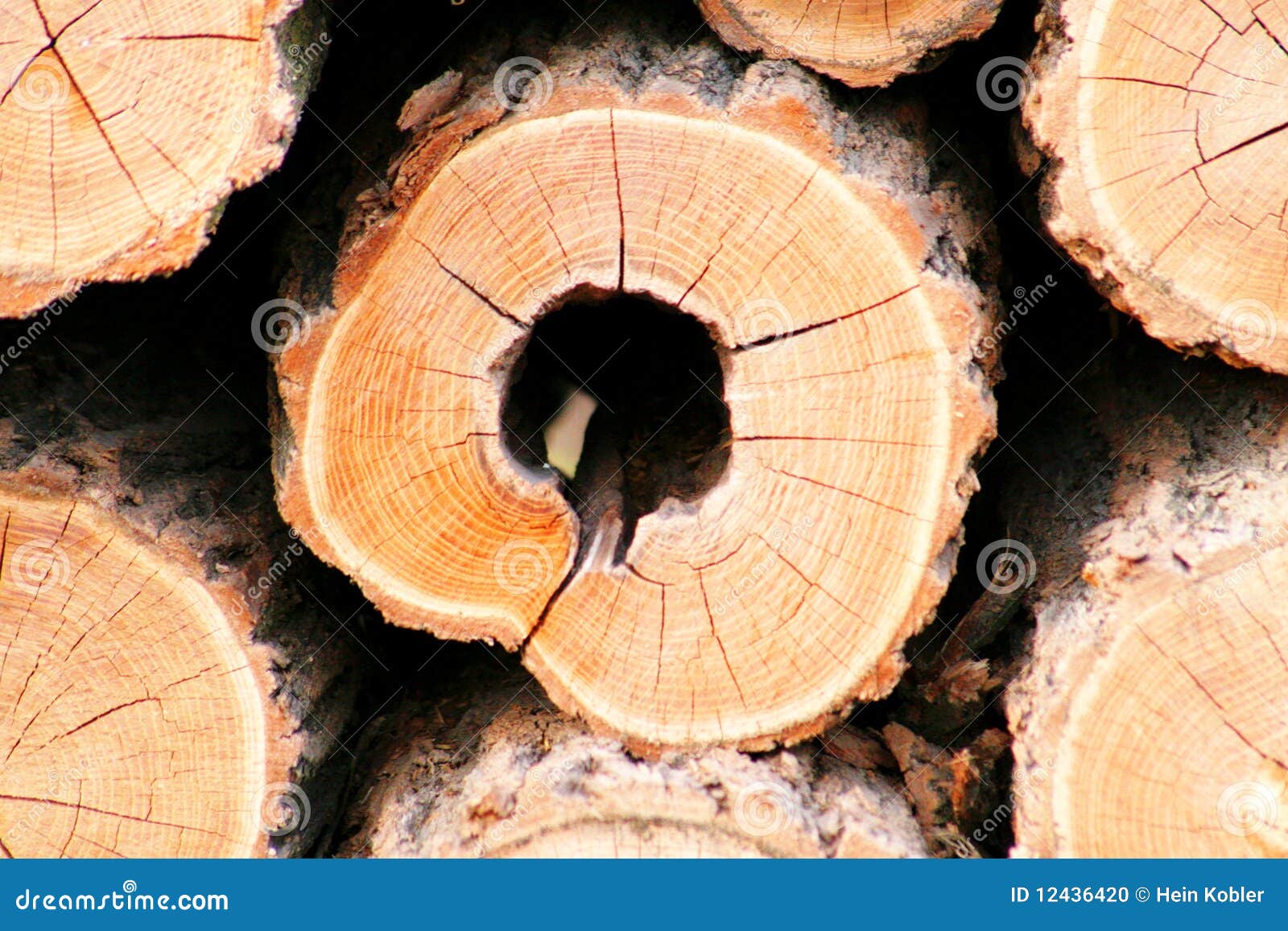Black locust logs stock photo. Image of black, wood, fuelwood - 12436420