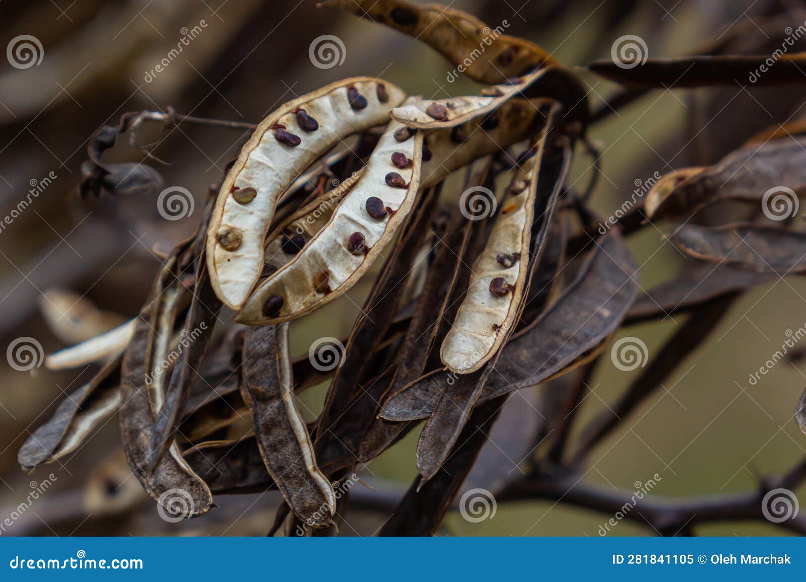 Black Locust Pods