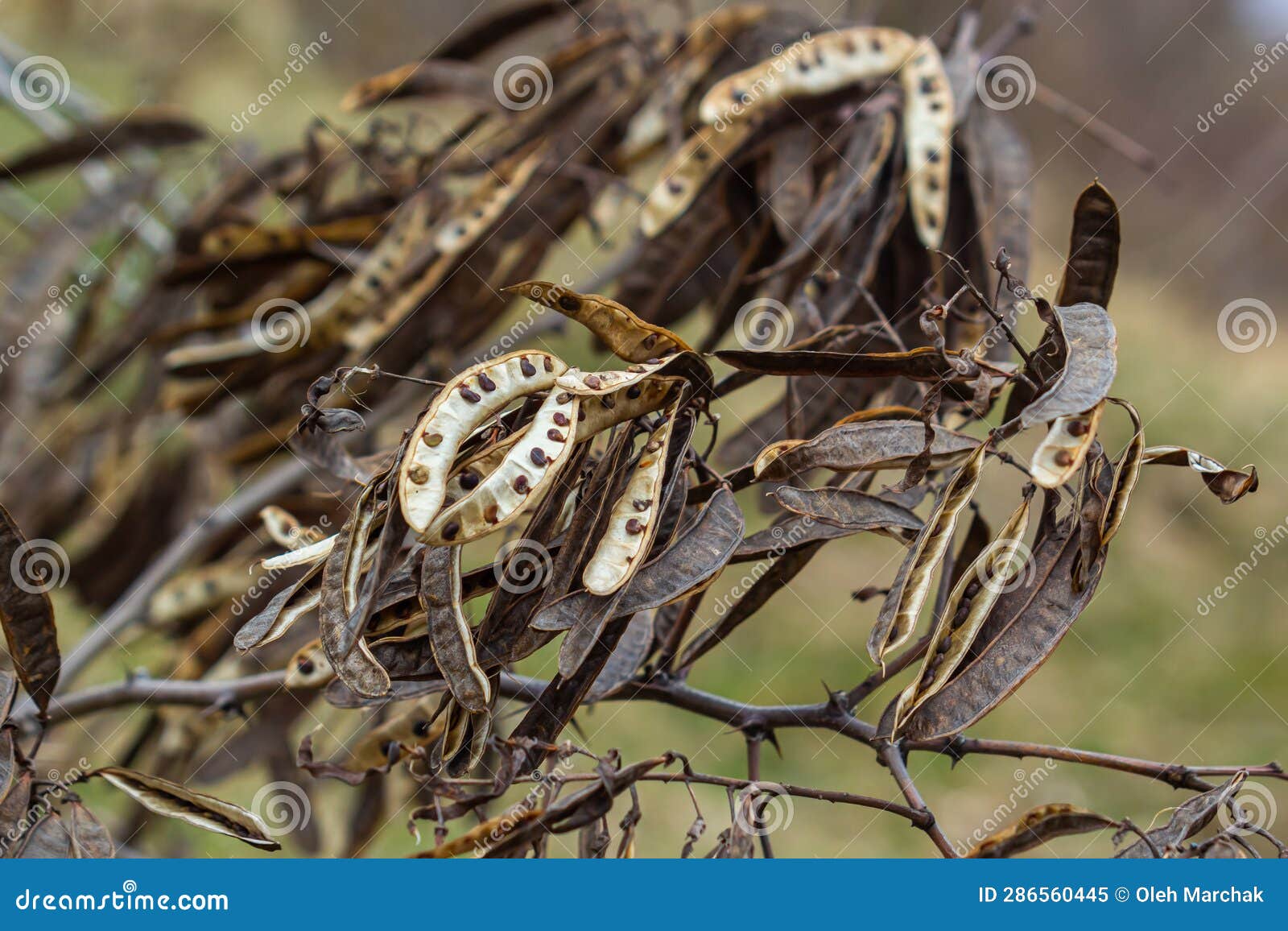 Black Locust Seeds Hanging and Dry so that the Black Seed Fall Out ...