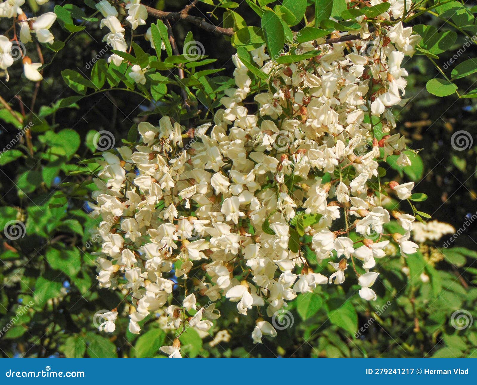 Black Locust Tree in Bloom. Robinia Pseudoacacia Stock Image - Image of ...