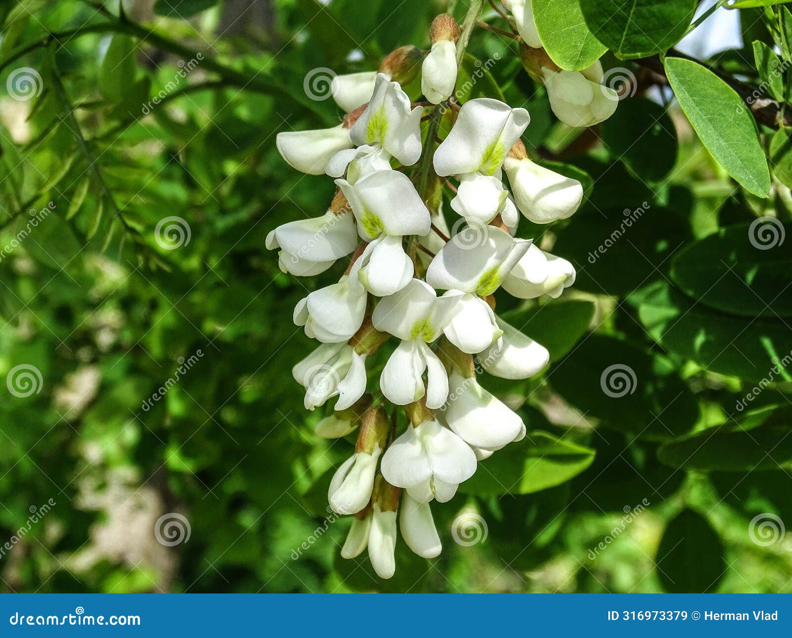 Black Locust Tree in Bloom. Robinia Pseudoacacia Stock Image - Image of ...