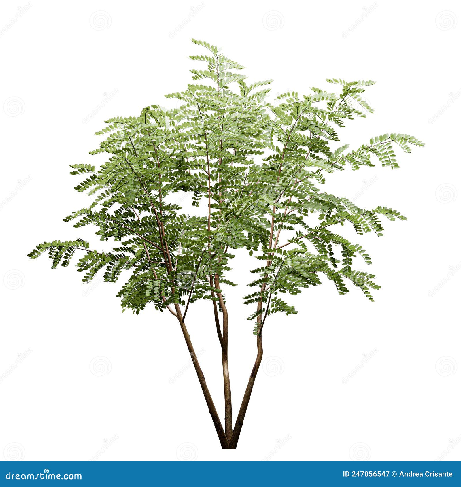 Black Locust Tree Blooming In The Spring. Robinia Pseudoacacia White ...